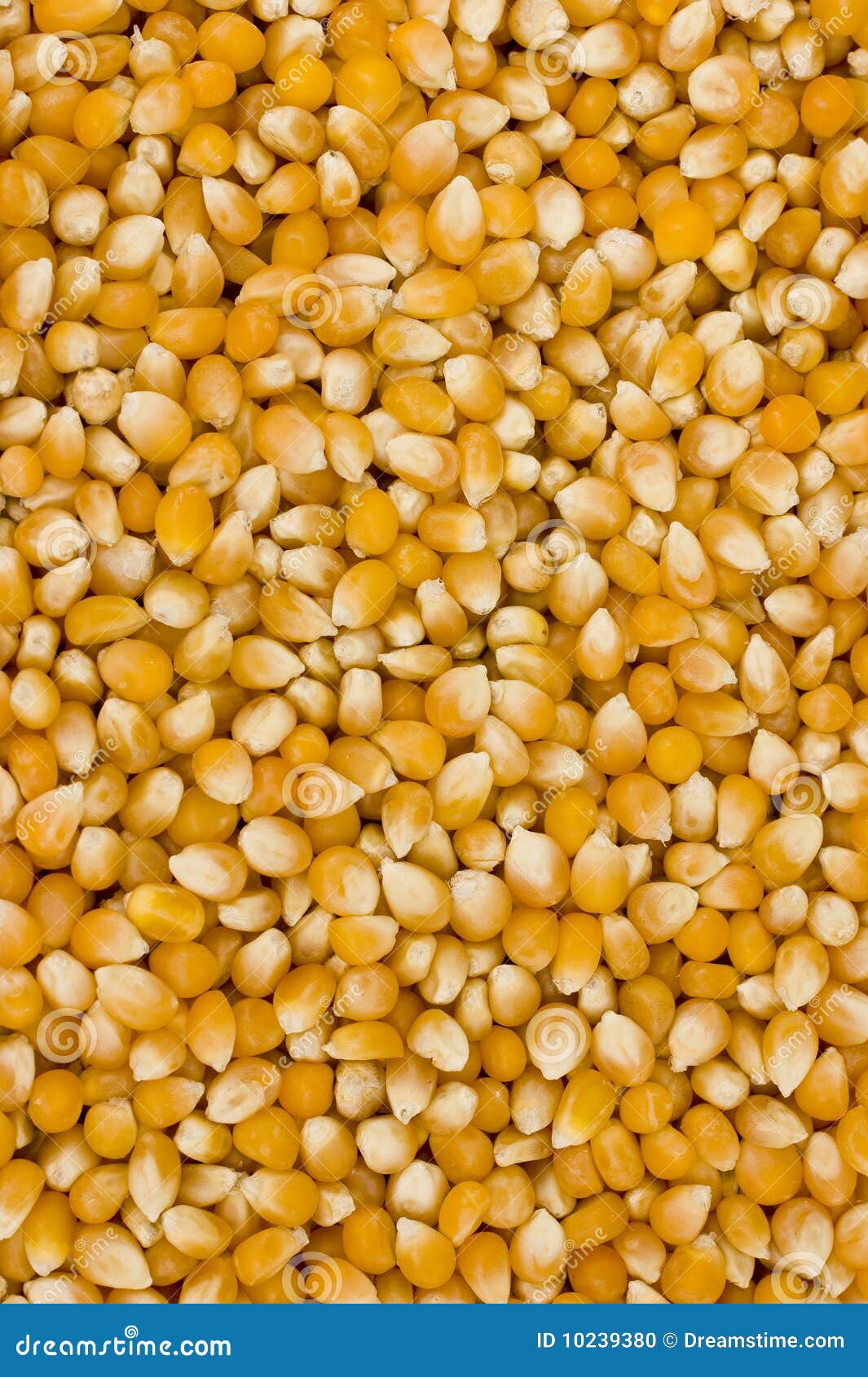 Popcorn Grain stock photo. Image of agriculture, yellow - 10239380