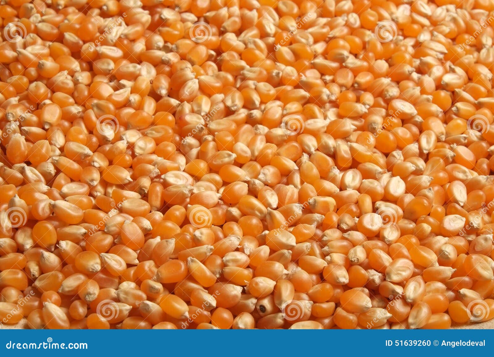 Popcorn grain cereals stock photo. Image of popcorn, agriculture - 51639260