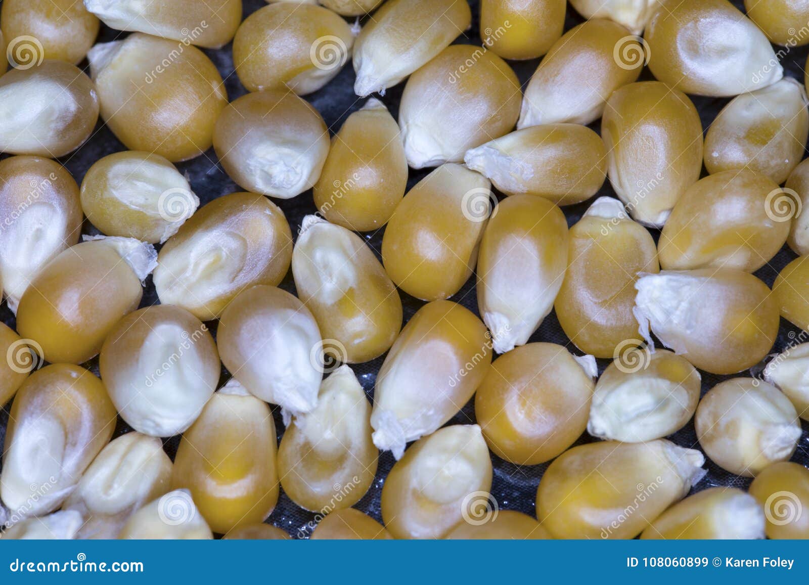 Popcorn kernel close up stock image. Image of yellow - 108060899