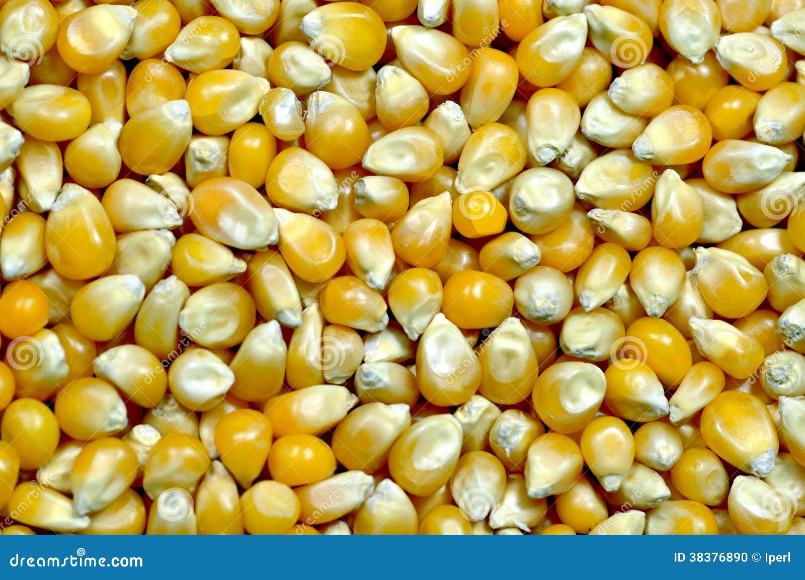 Popcorn kernels stock photo. Image of pattern, corn, unpopped - 38376890