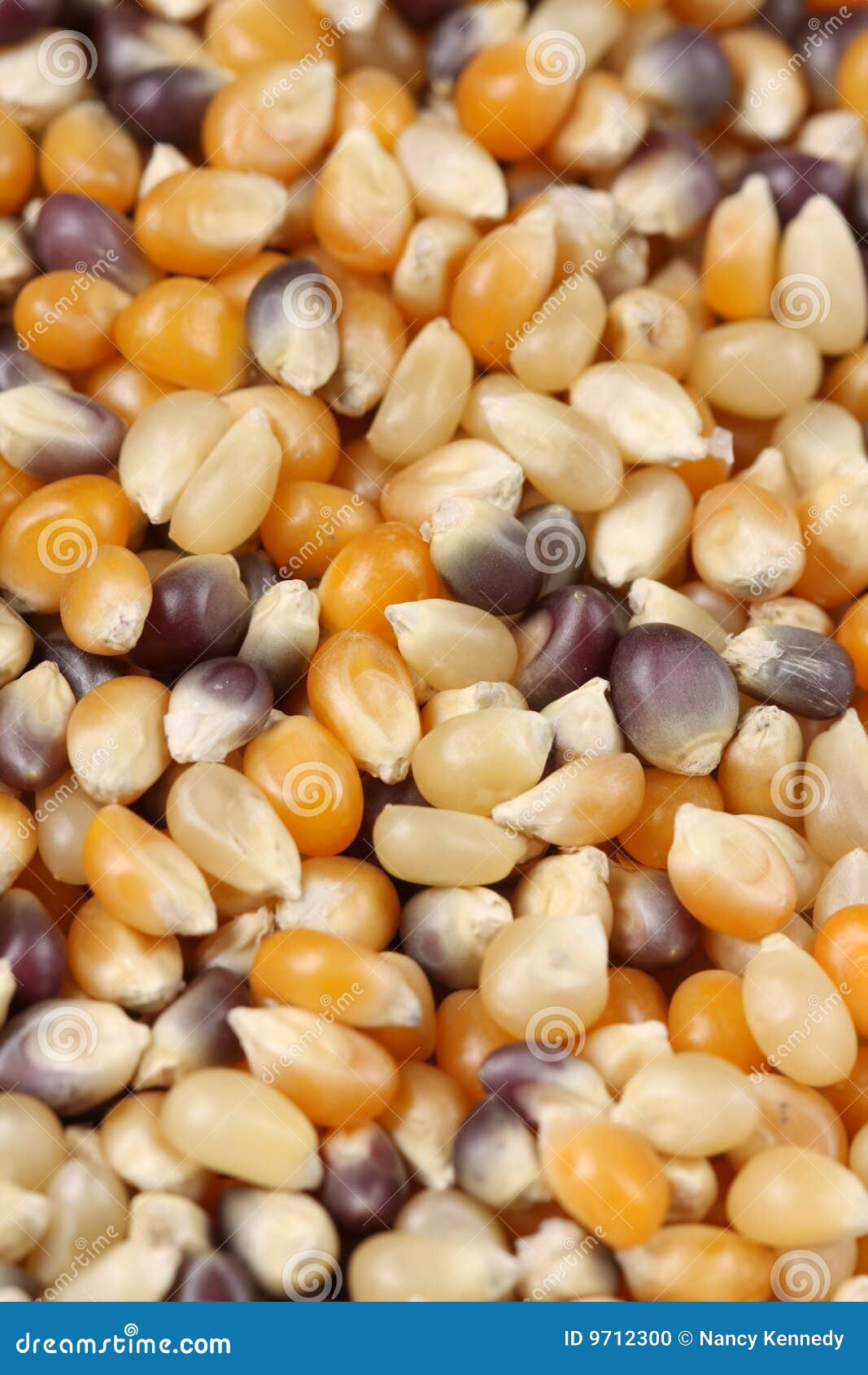 Popcorn Kernels stock photo. Image of background, food - 9712300