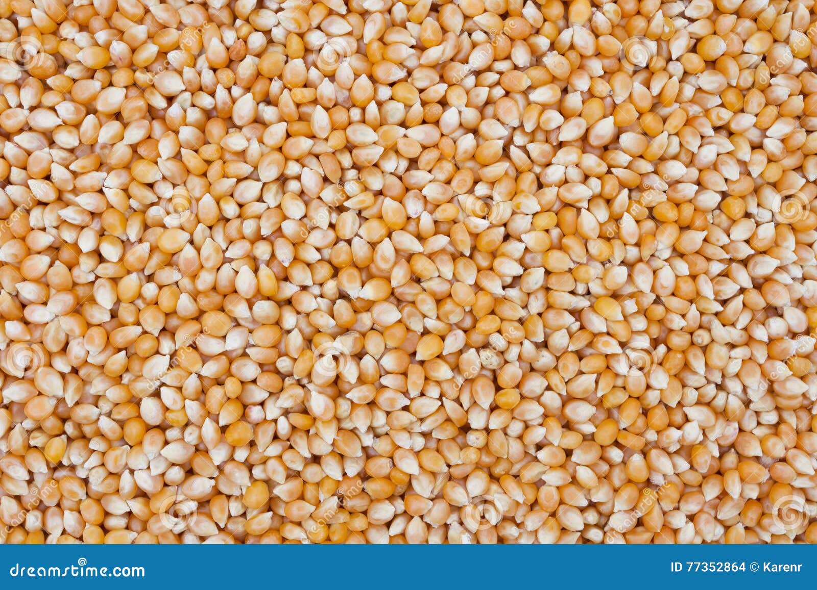 Popcorn Kernels Background stock photo. Image of flat - 77352864