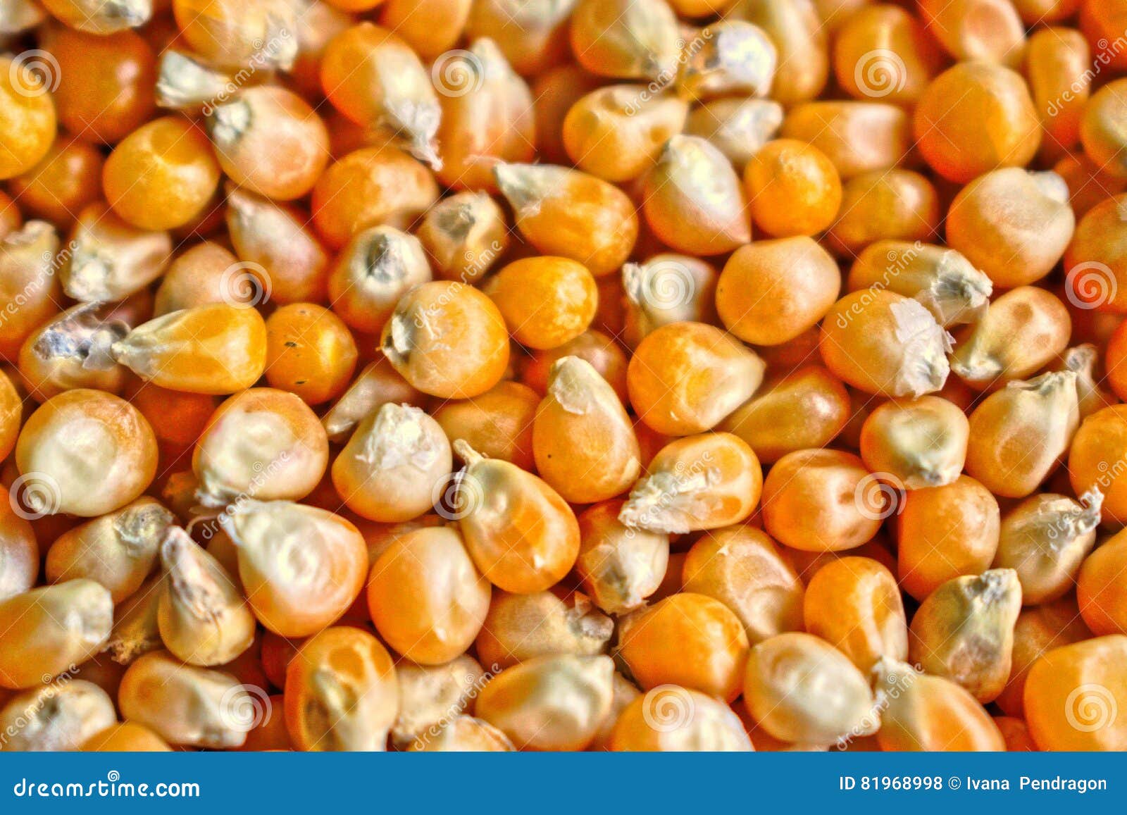 Popcorn Kernels stock photo. Image of background, graphic - 81968998