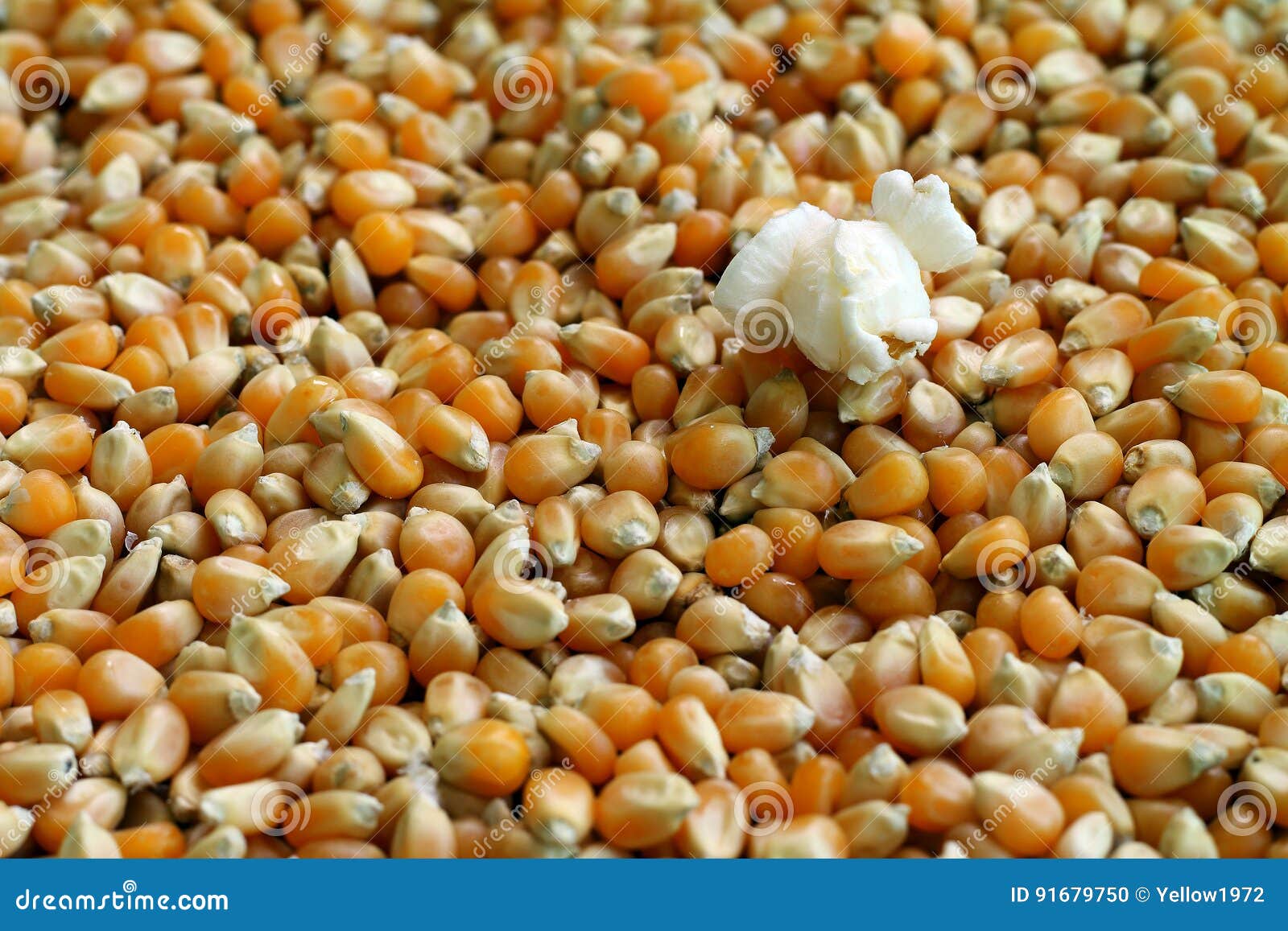 Popcorn Kernels an Cooked, Background Stock Photo - Image of healthy ...