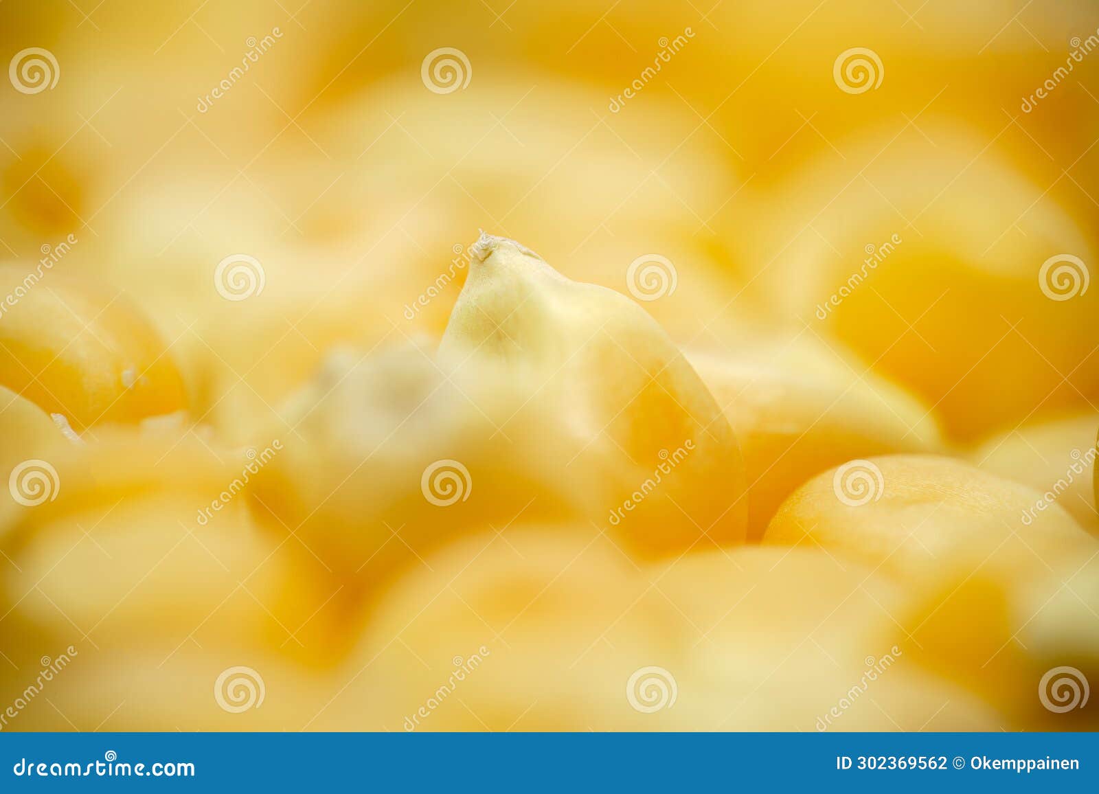 Popcorn Kernels in Extreme Close Up Stock Photo - Image of kernels ...