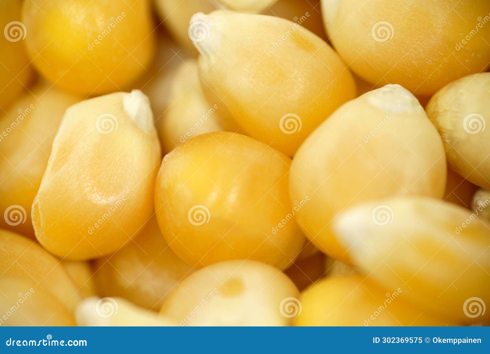 Popcorn Kernels in Extreme Close Up,top View Stock Image - Image of ...