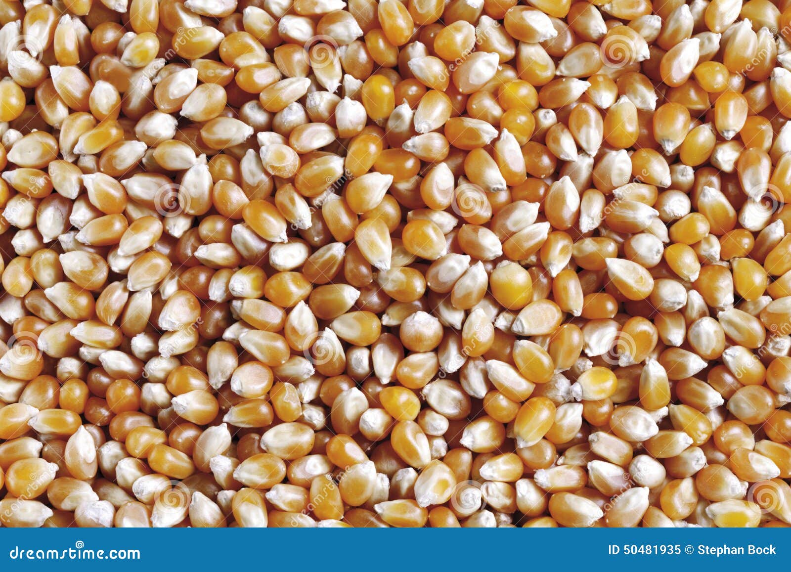 Popcorn maize, close-up stock image. Image of yellow - 50481935