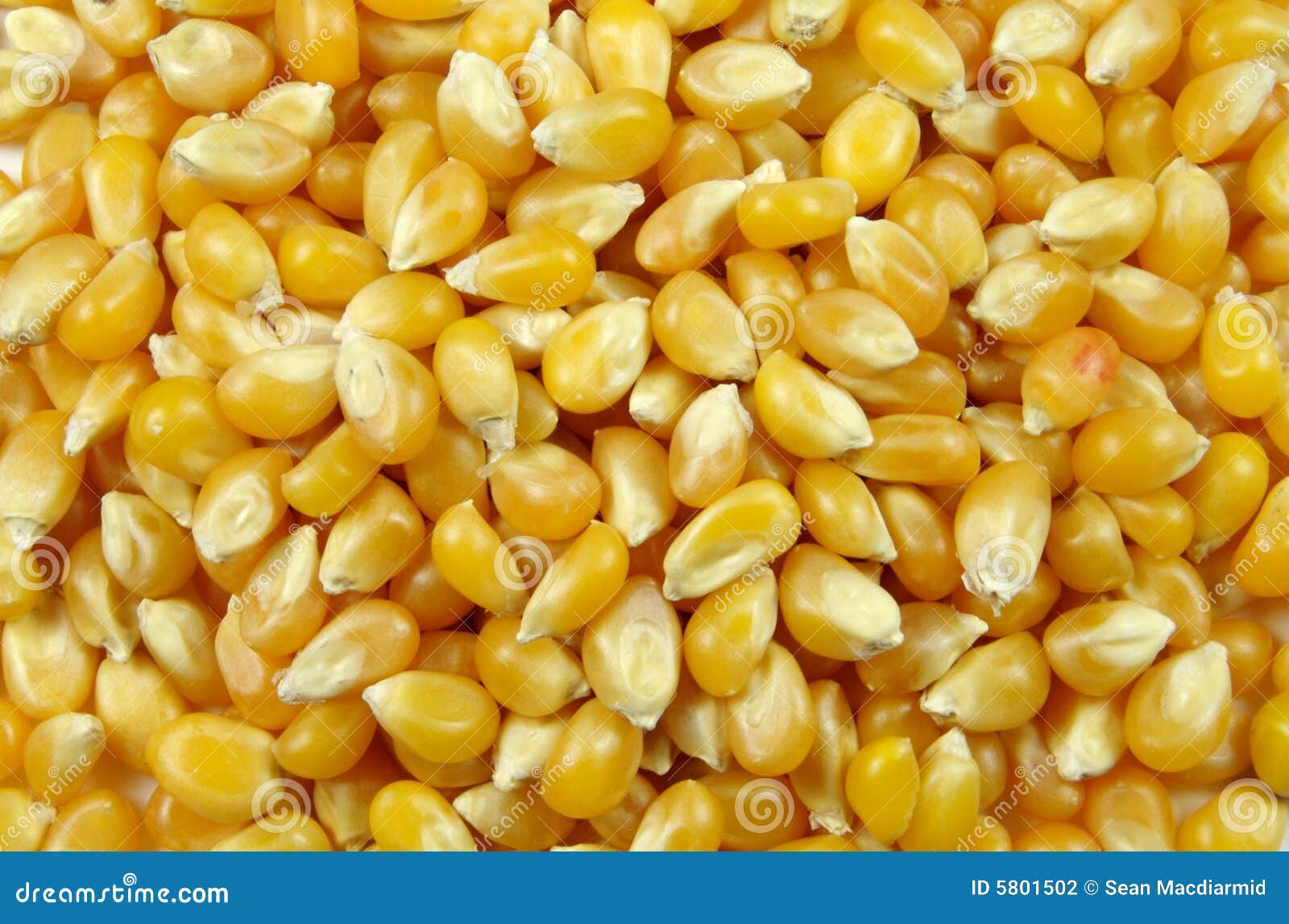 Popcorn Seed Background stock photo. Image of orange, kitchen - 5801502