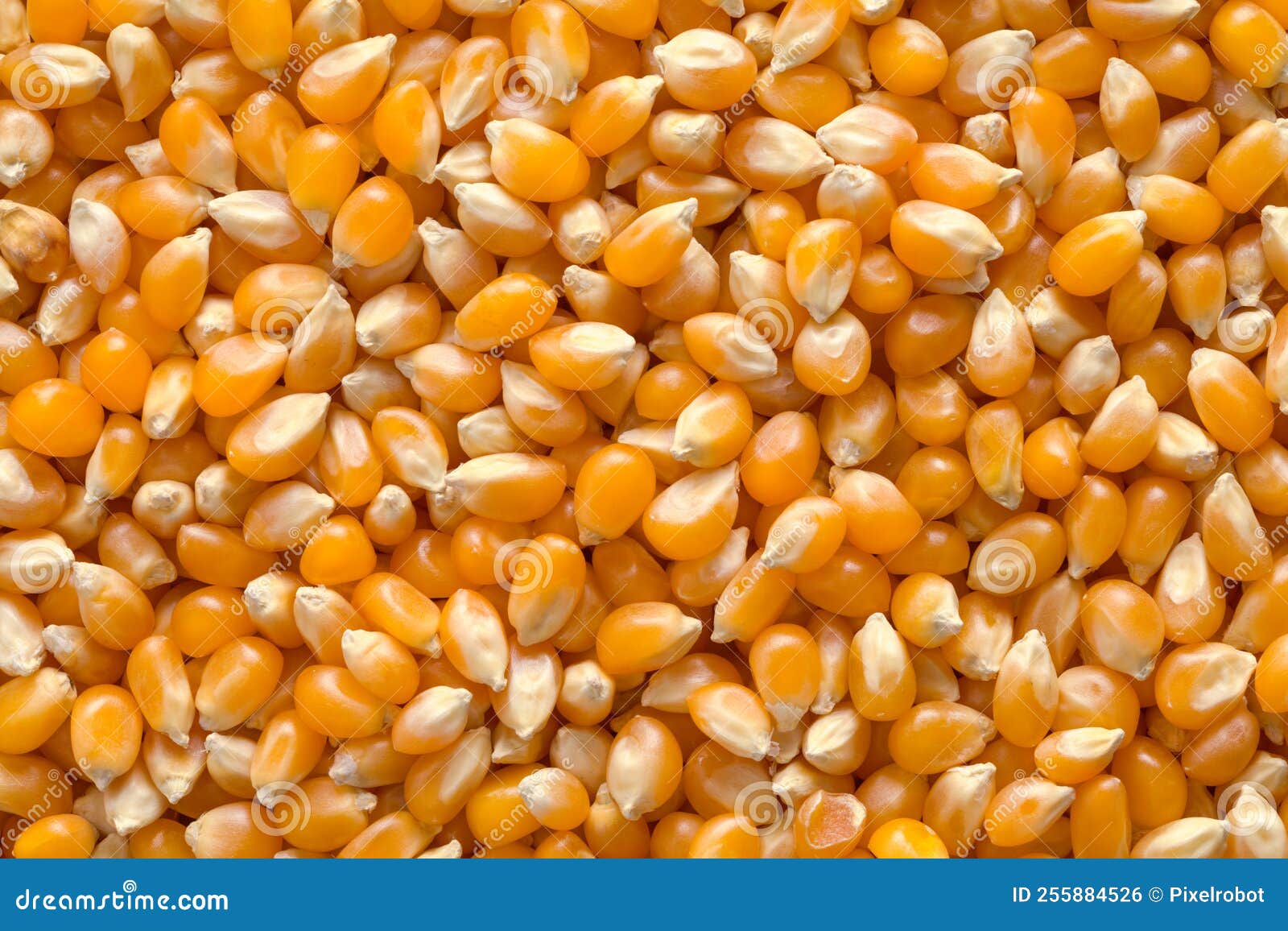 Popcorn Seed Background stock photo. Image of food, popcorn - 255884526