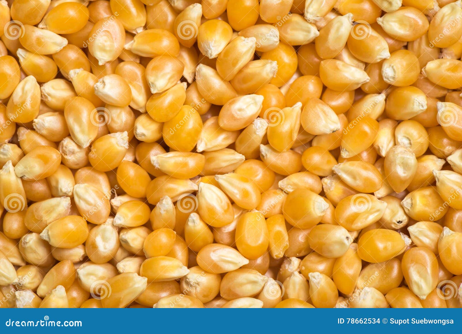 Popcorn seed background stock photo. Image of agriculture - 78662534