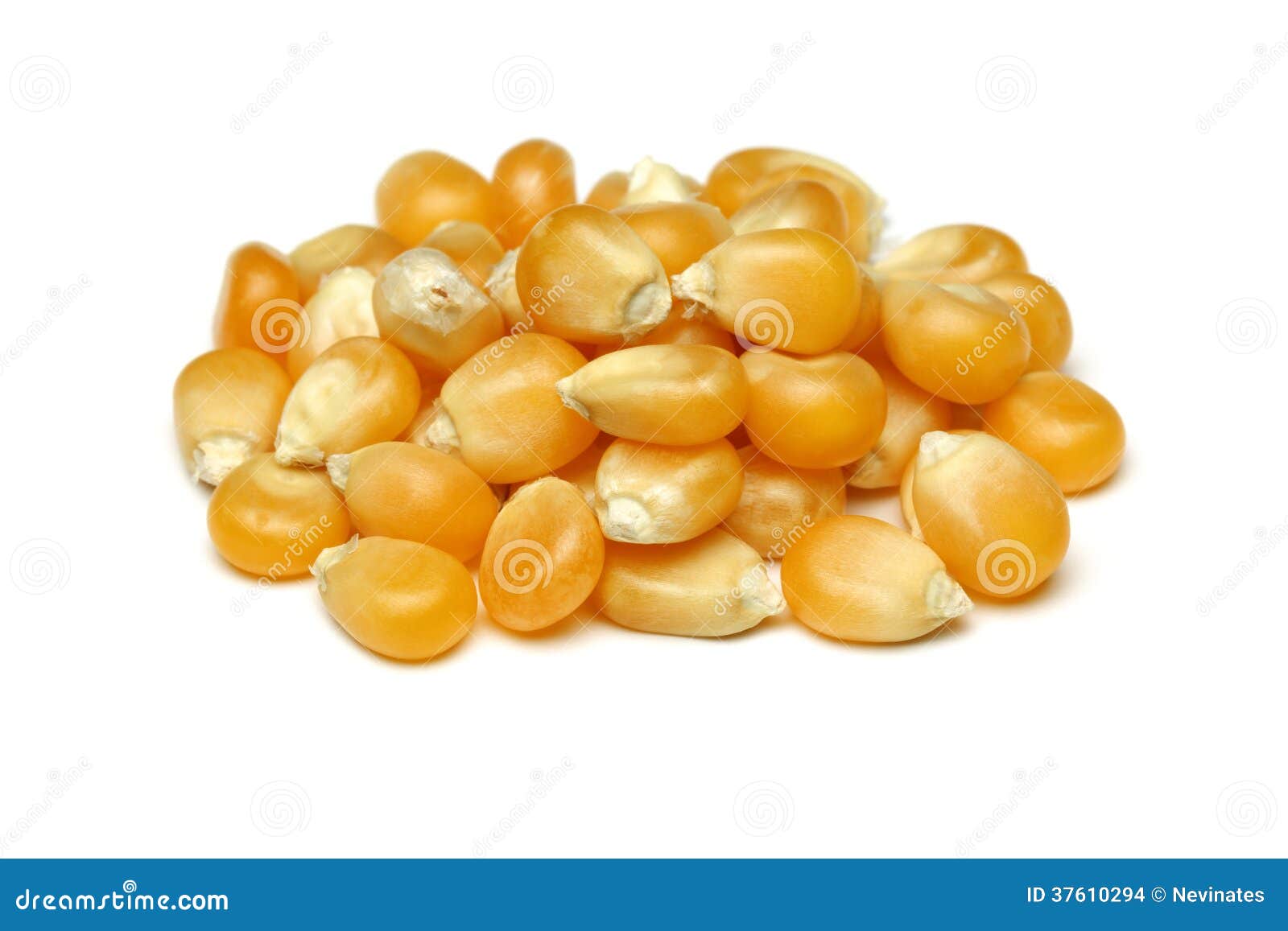 Popcorn seed, corn stock photo. Image of indian, eating - 37610294