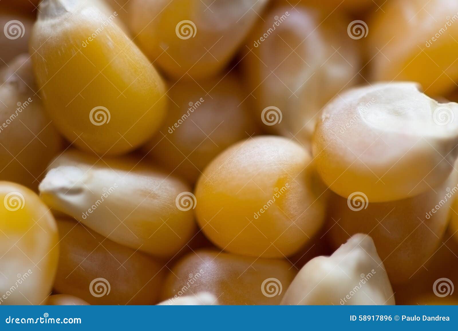 Popcorn Seed Macro stock photo. Image of popcorn, eating - 58917896