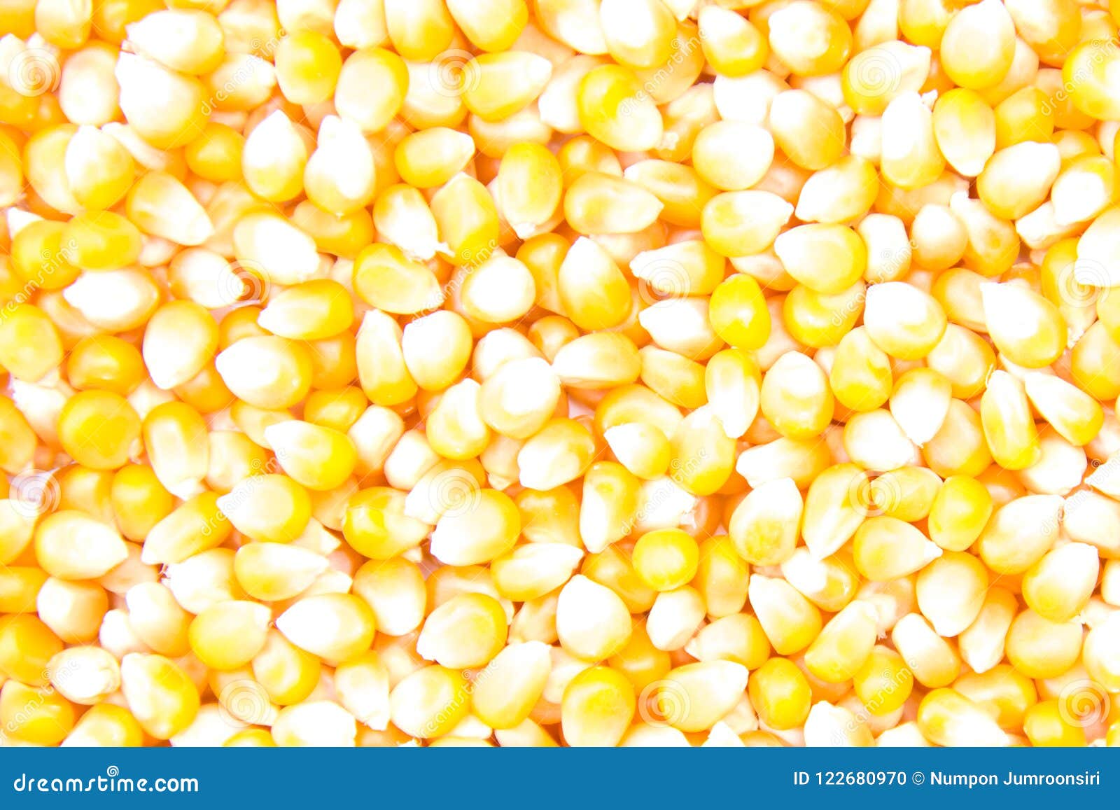 Popcorn Seeds stock photo. Image of multiple, abundant - 122680970