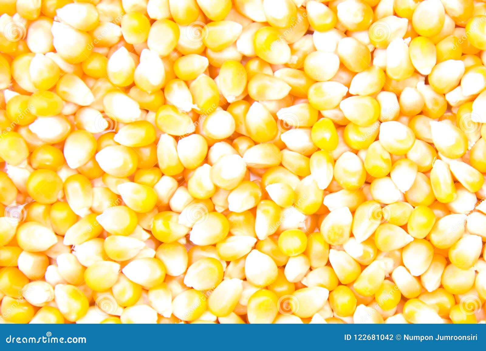 Popcorn Seeds stock photo. Image of isolated, cuisine - 122681042