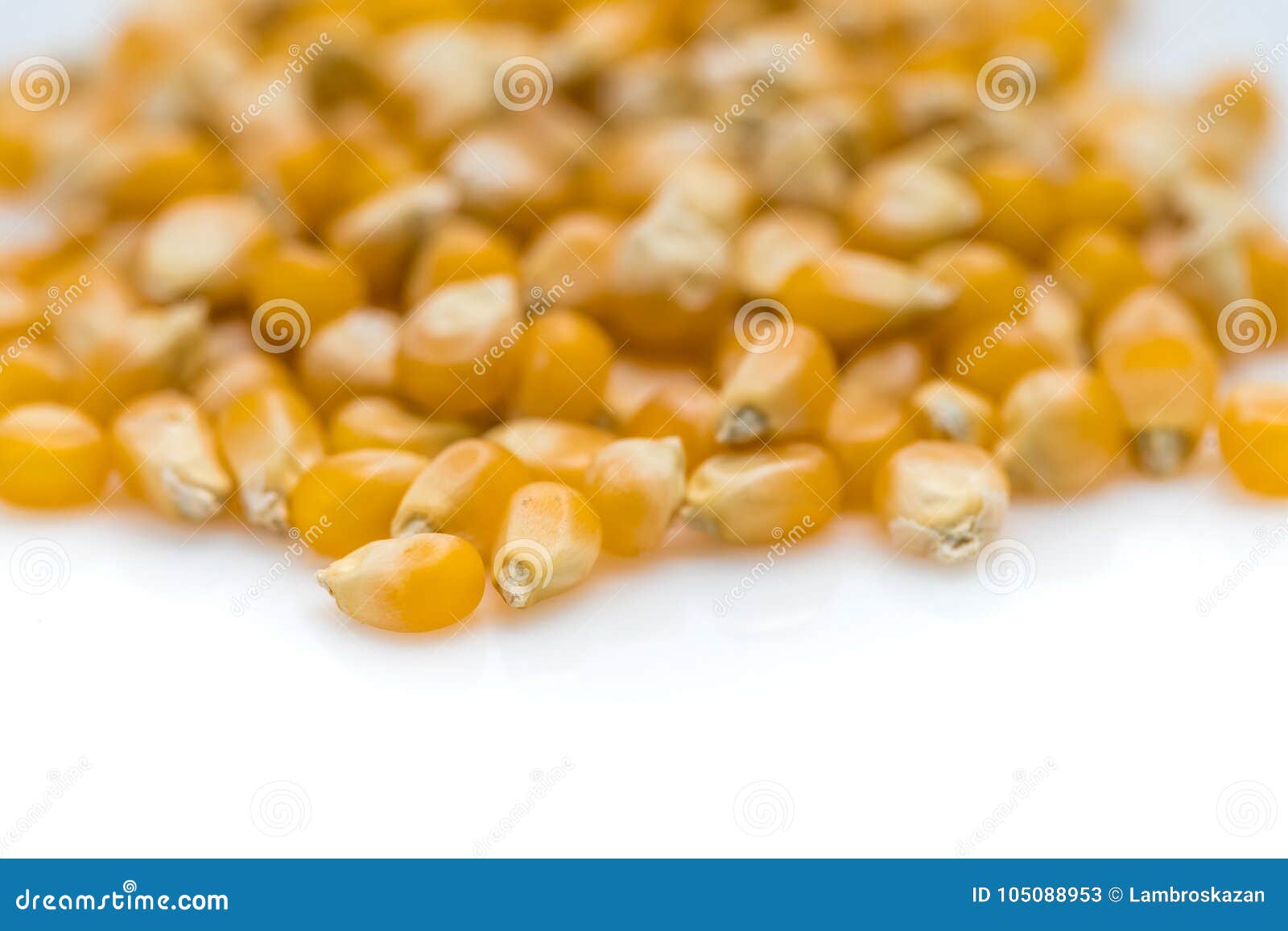 Popcorn Seeds, Studio Close Up Shot, on White Background Stock Image ...