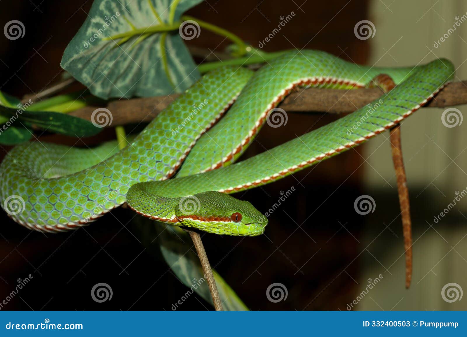 The Pope Green Pit Viper Snake in Forest Stock Image - Image of ...