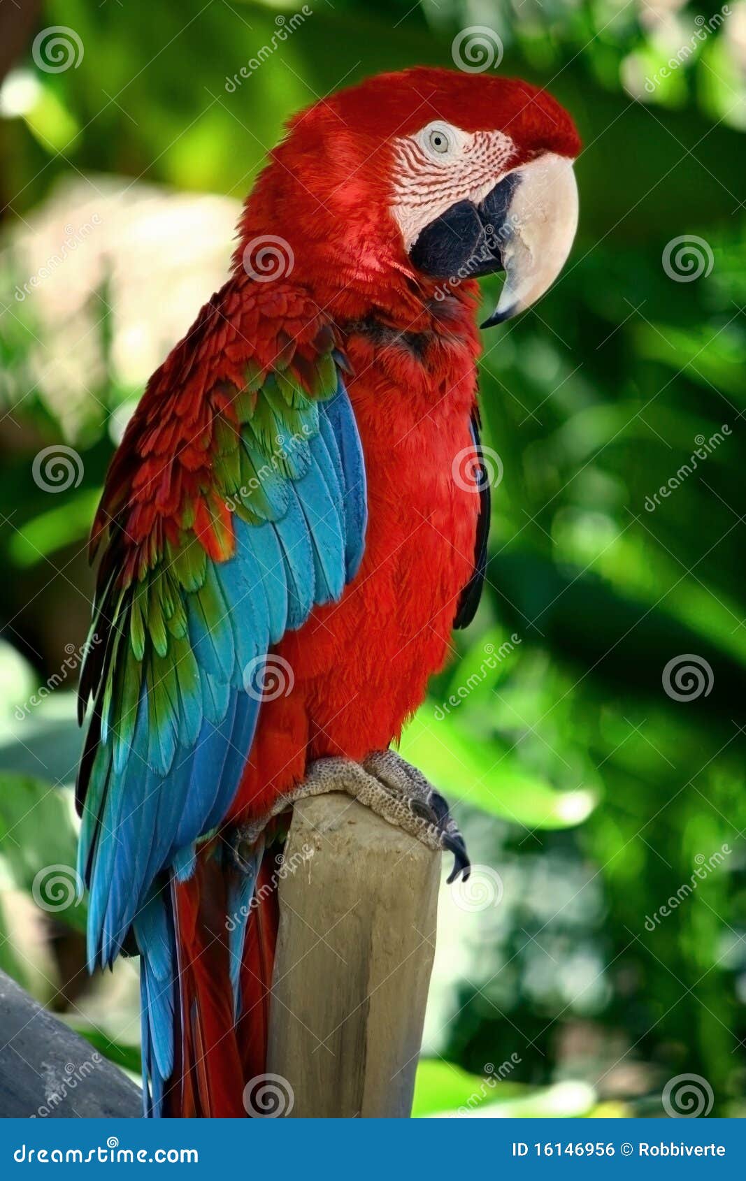Popinjay bird stock photo. Image of beak, multicoloured - 16146956