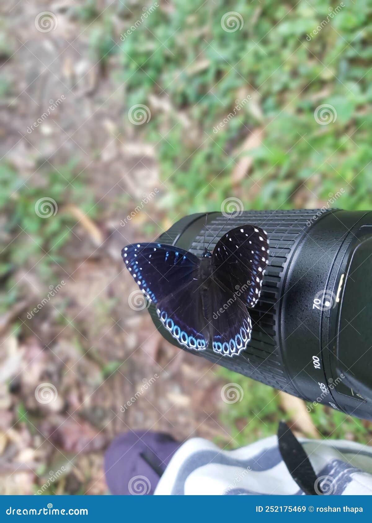 POPINJAY Stibochiona Nicea - Butterfly Stock Image - Image of nymphalid ...