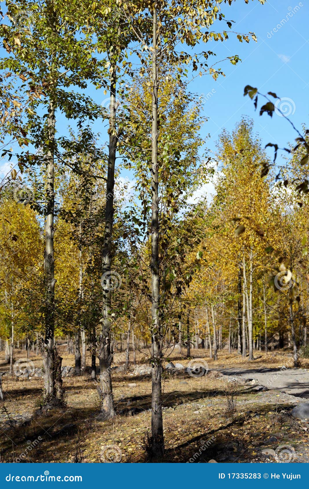 Poplar stock image. Image of autumn, path, mountain, chuanxi - 17335283