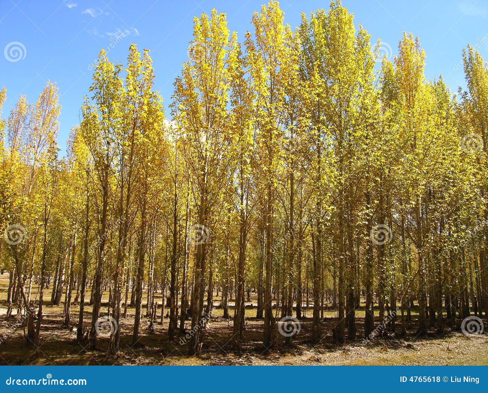 Poplar stock photo. Image of straight, yellow, tree, poplar - 4765618