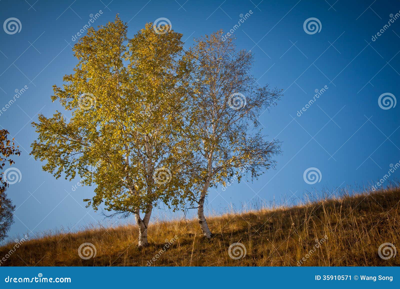 Poplar autumn stock image. Image of lush, birch, beam - 35910571