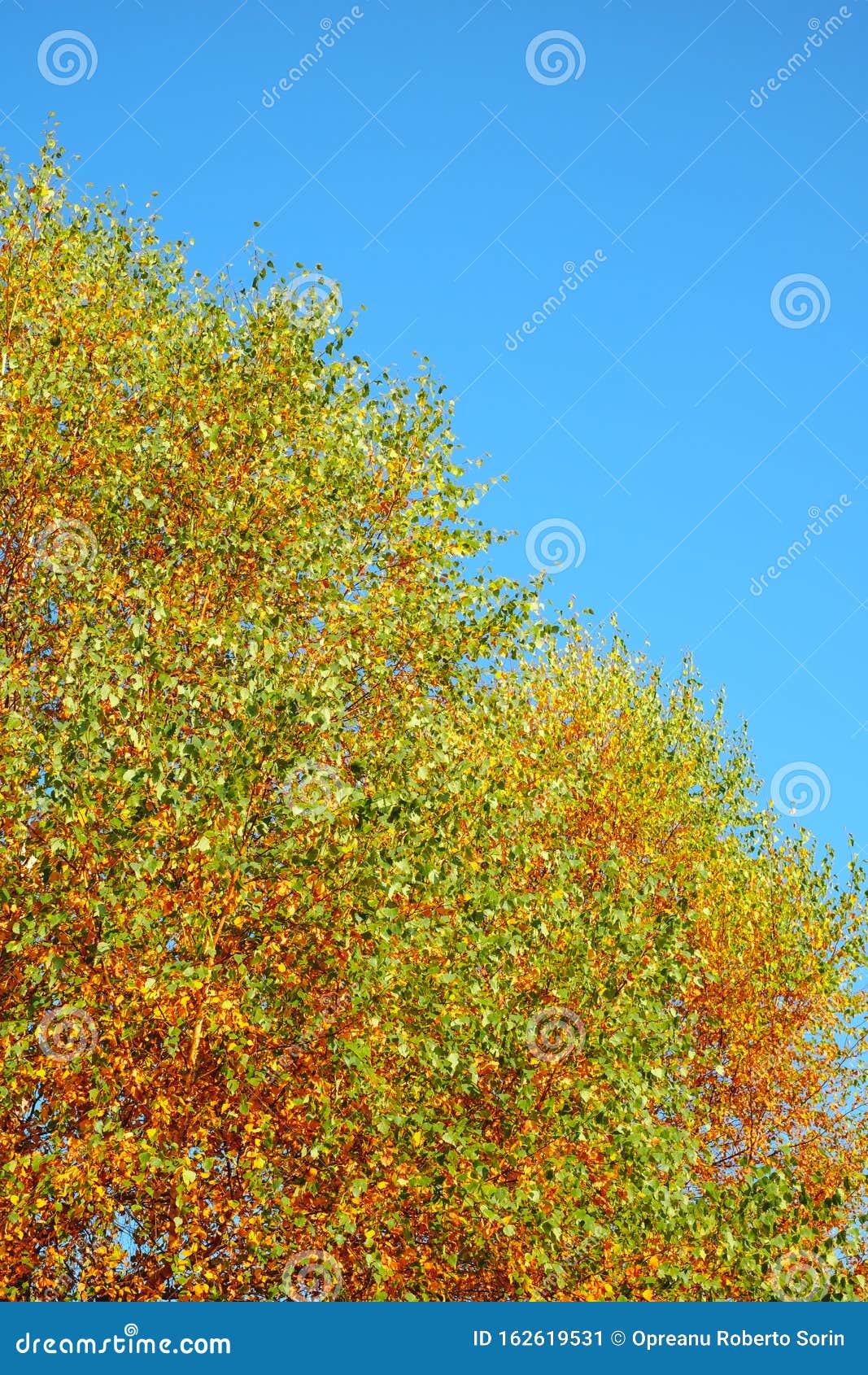 Poplar with Autumn Leaves on the Open Sky Stock Image - Image of ...