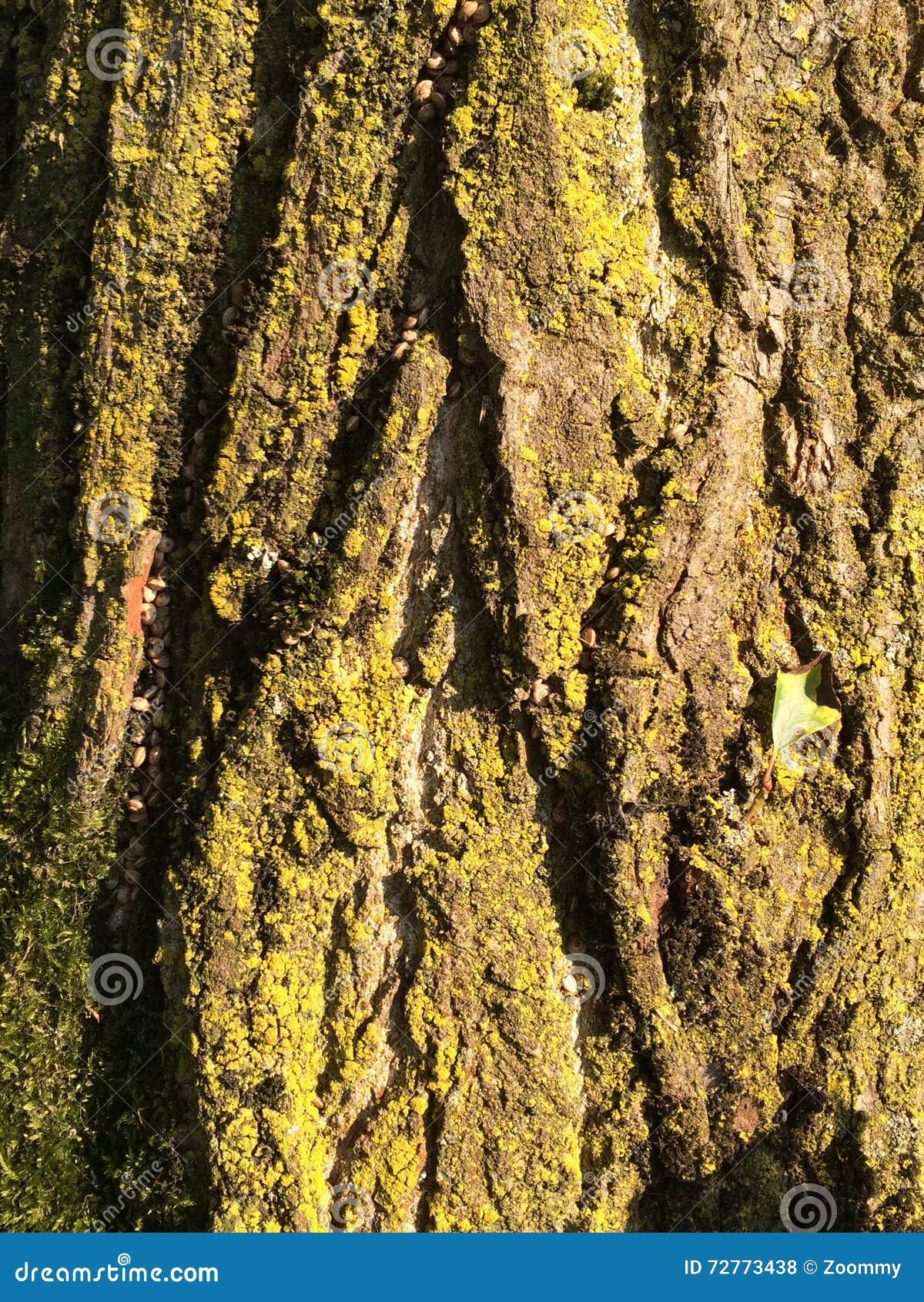 Poplar bark stock photo. Image of extracted, evergreen - 72773438