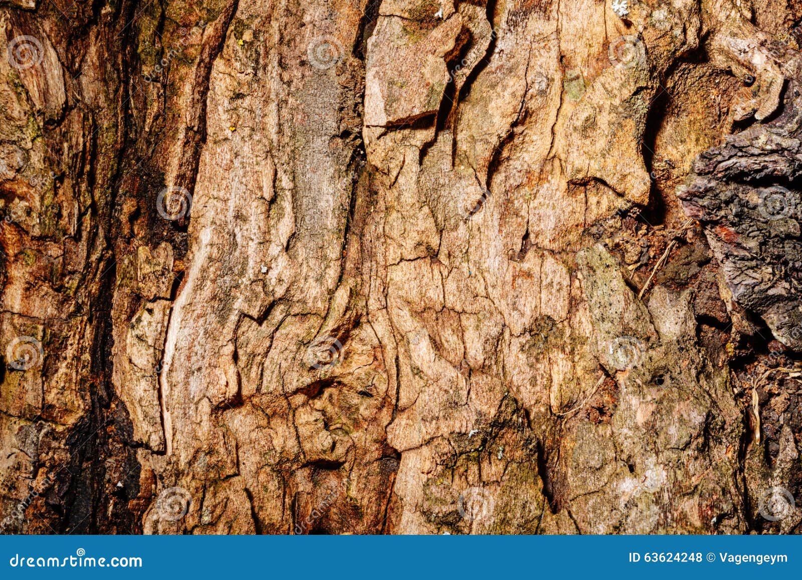 Poplar bark background. stock photo. Image of organic - 63624248