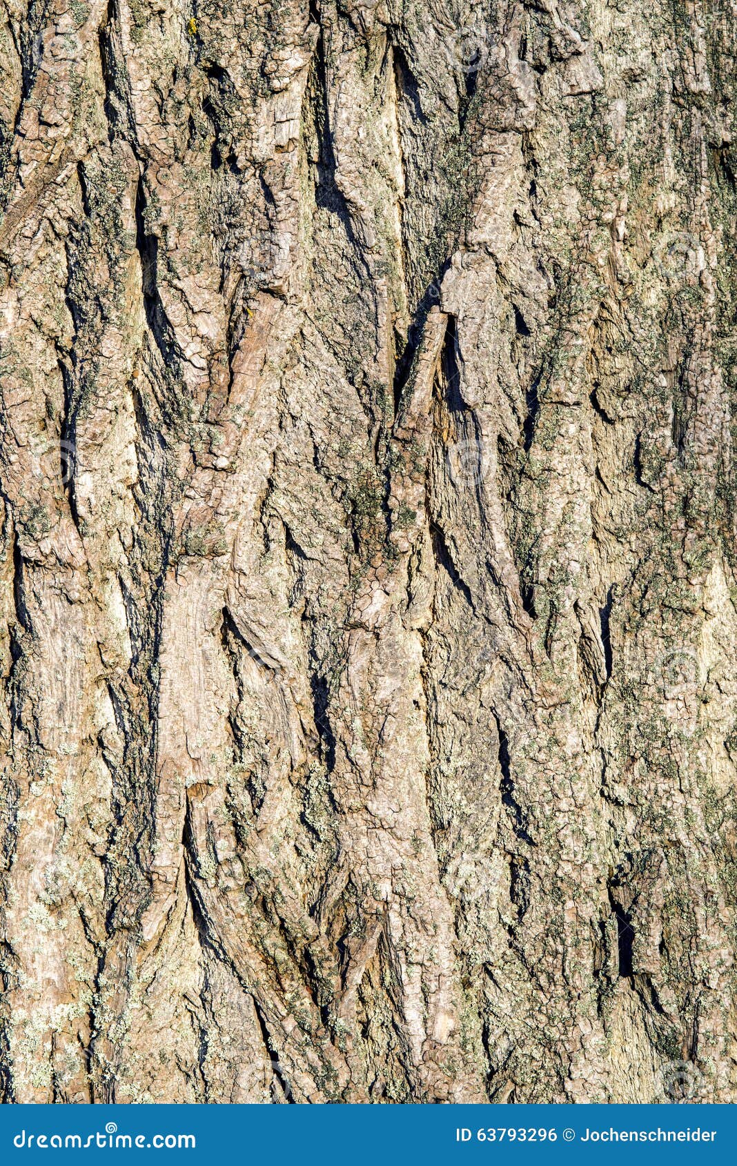 Poplar Bark Herb Herbal Medicine Stock Photography | CartoonDealer.com ...