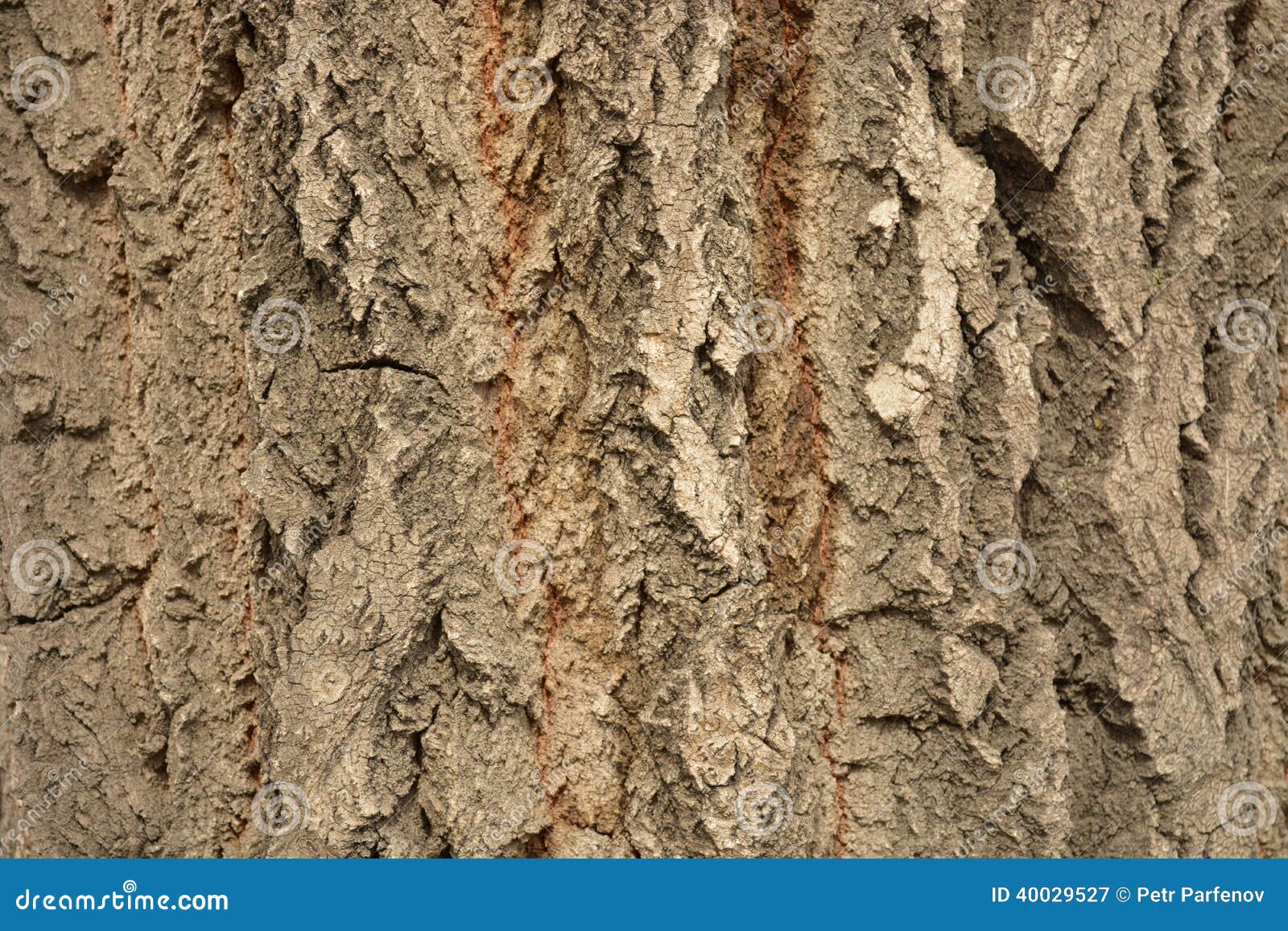 Poplar Bark Herb Herbal Medicine Stock Photography | CartoonDealer.com ...
