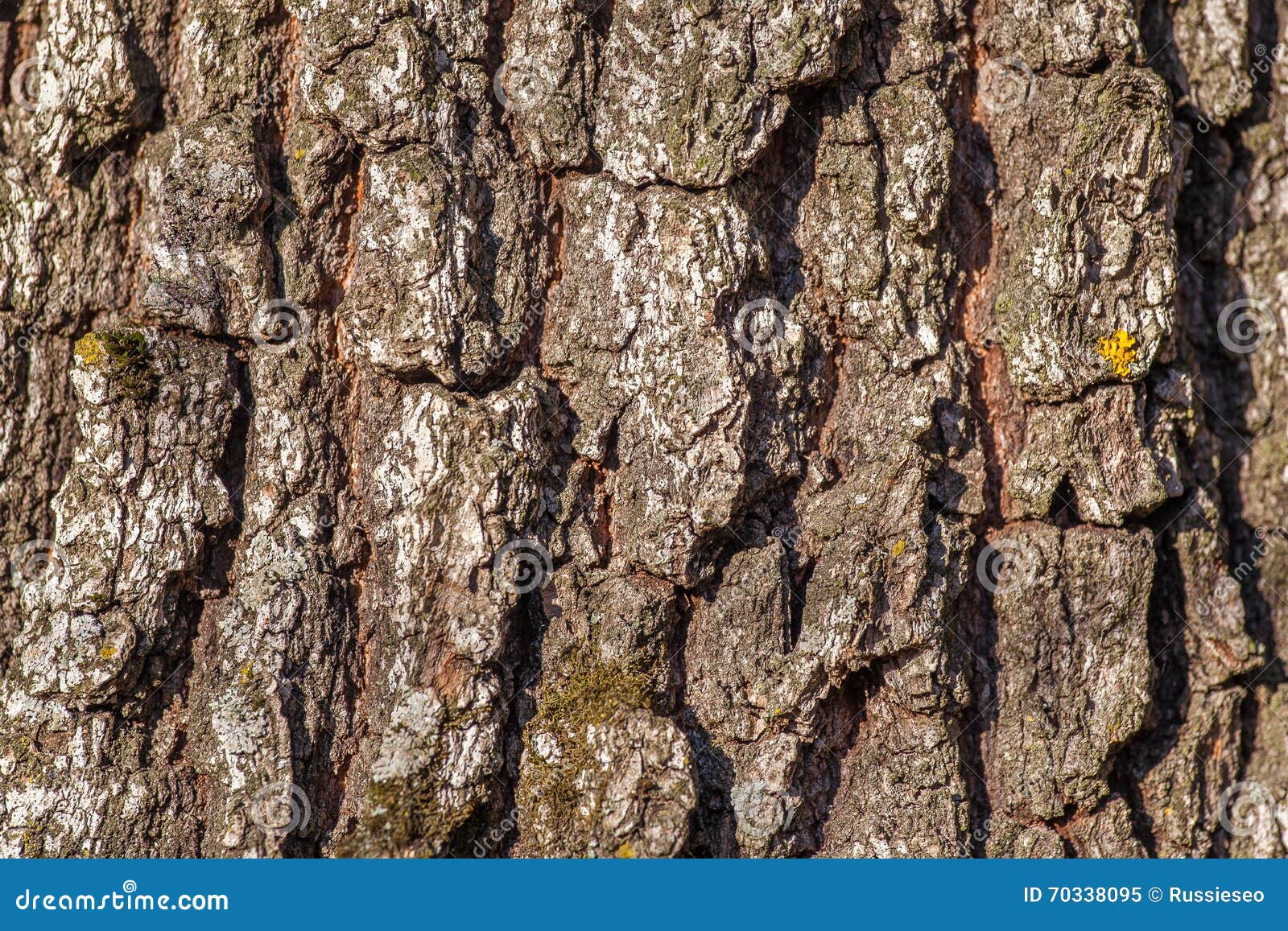 Poplar bark texture stock image. Image of peel, structure - 70338095