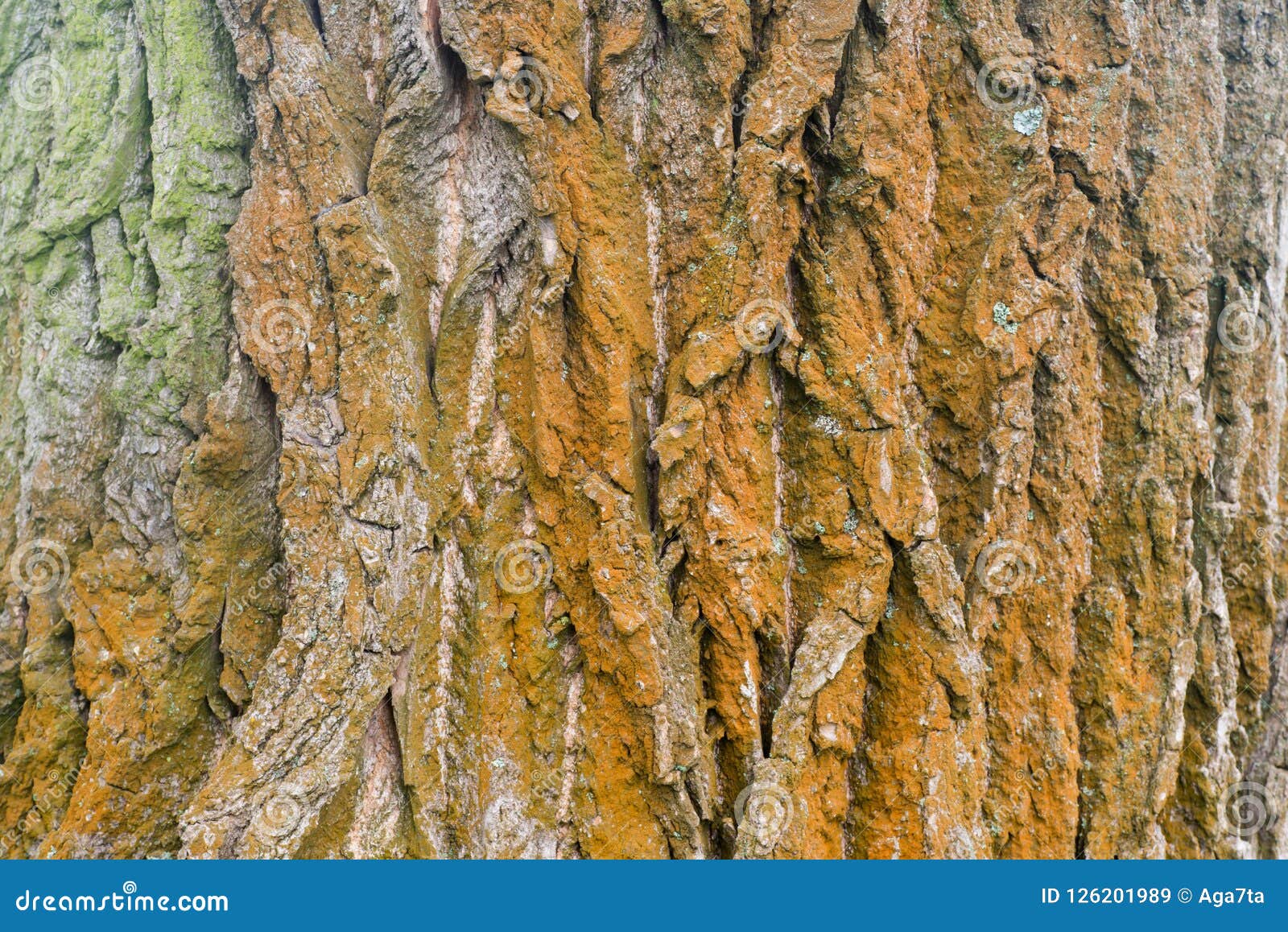 Poplar bark on trunk stock image. Image of lumber, park - 126201989