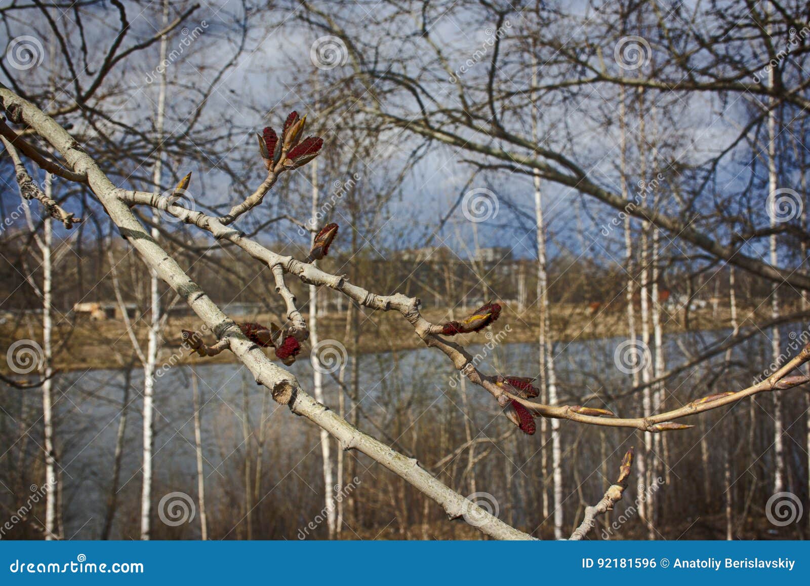 A Poplar Bough with a Young Bud Stock Photo - Image of environment ...