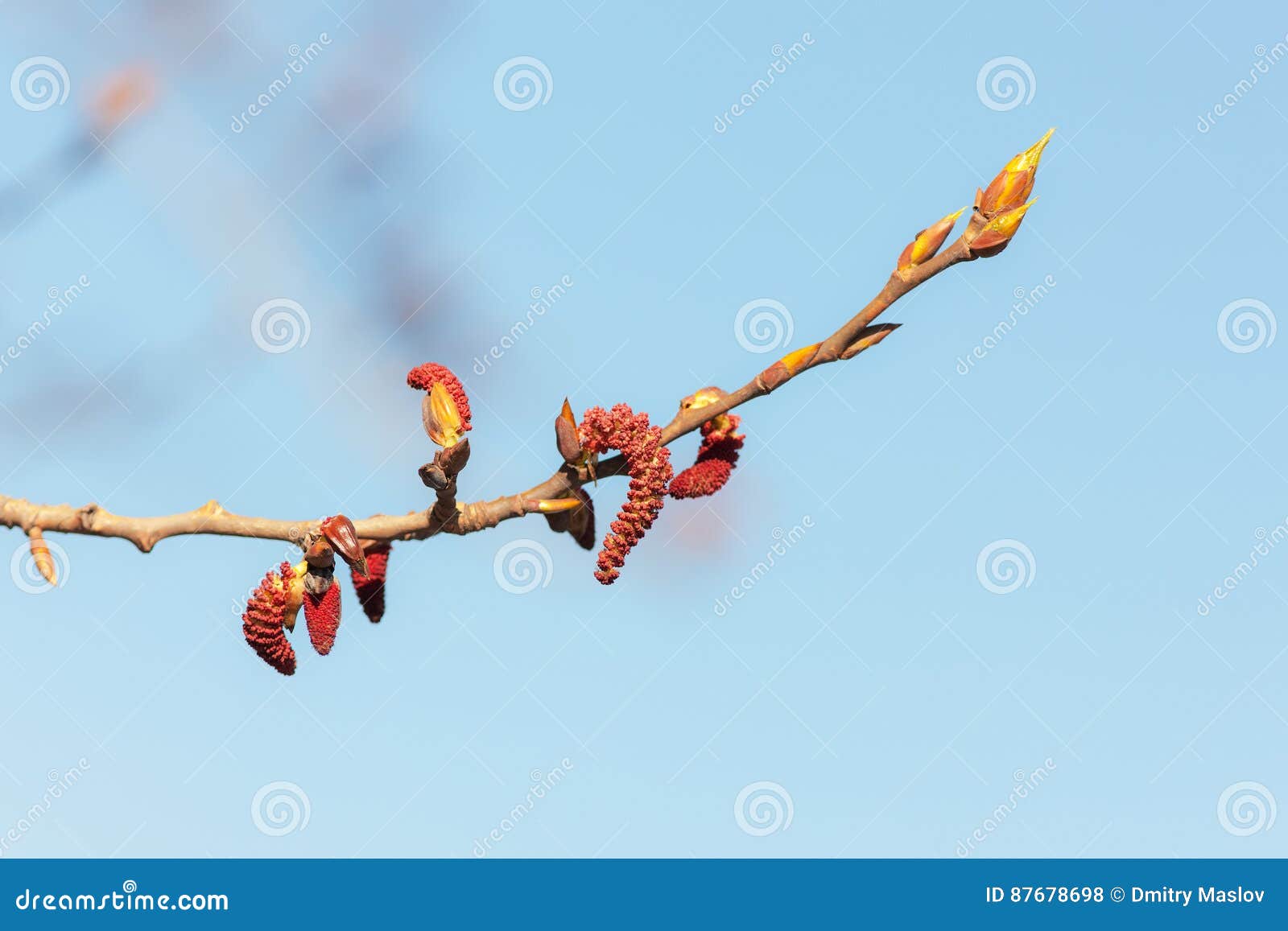 Poplar branch with buds stock photo. Image of vibrant - 87678698
