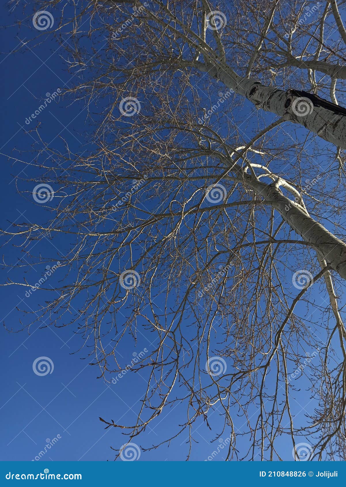 Poplar Branches on Blue Sky Stock Photo - Image of sunny, bare: 210848826