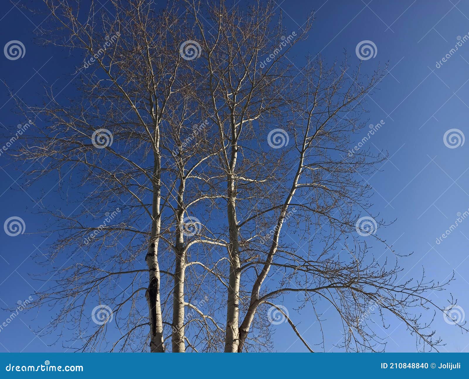 Poplar Branches on Blue Sky Stock Photo - Image of blue, background ...