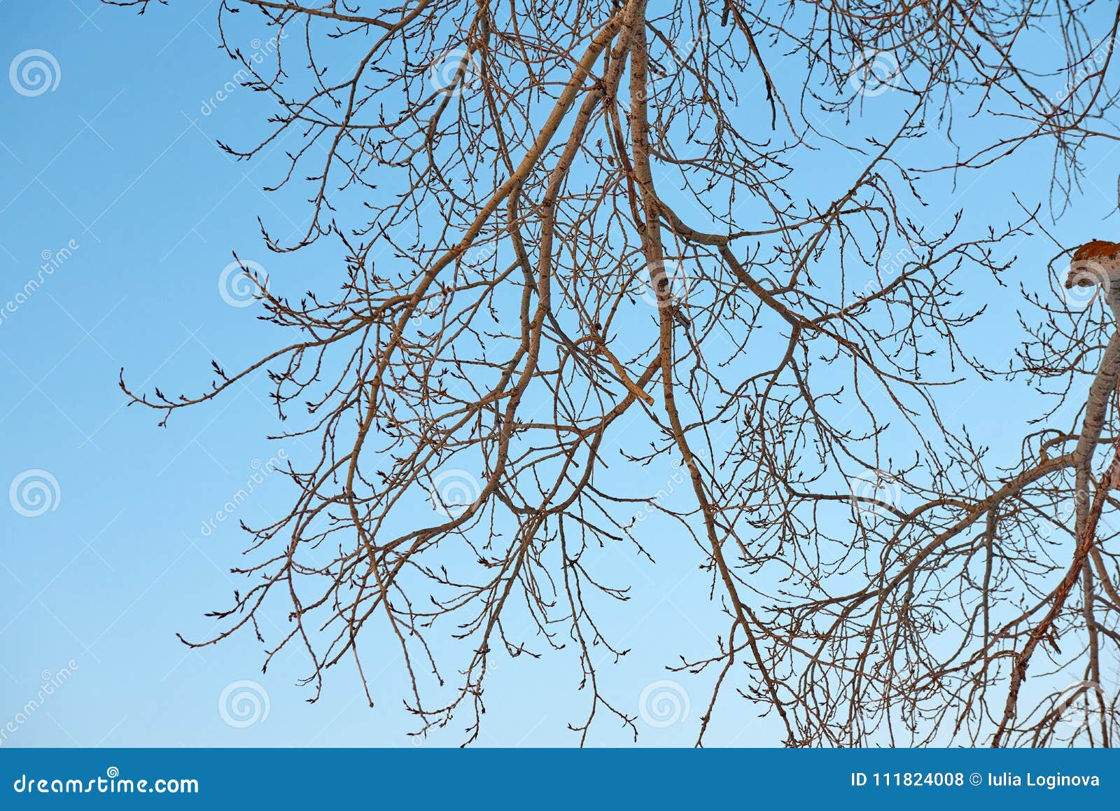 Poplar Branches on the Blue Sky Background in Spring Stock Photo ...