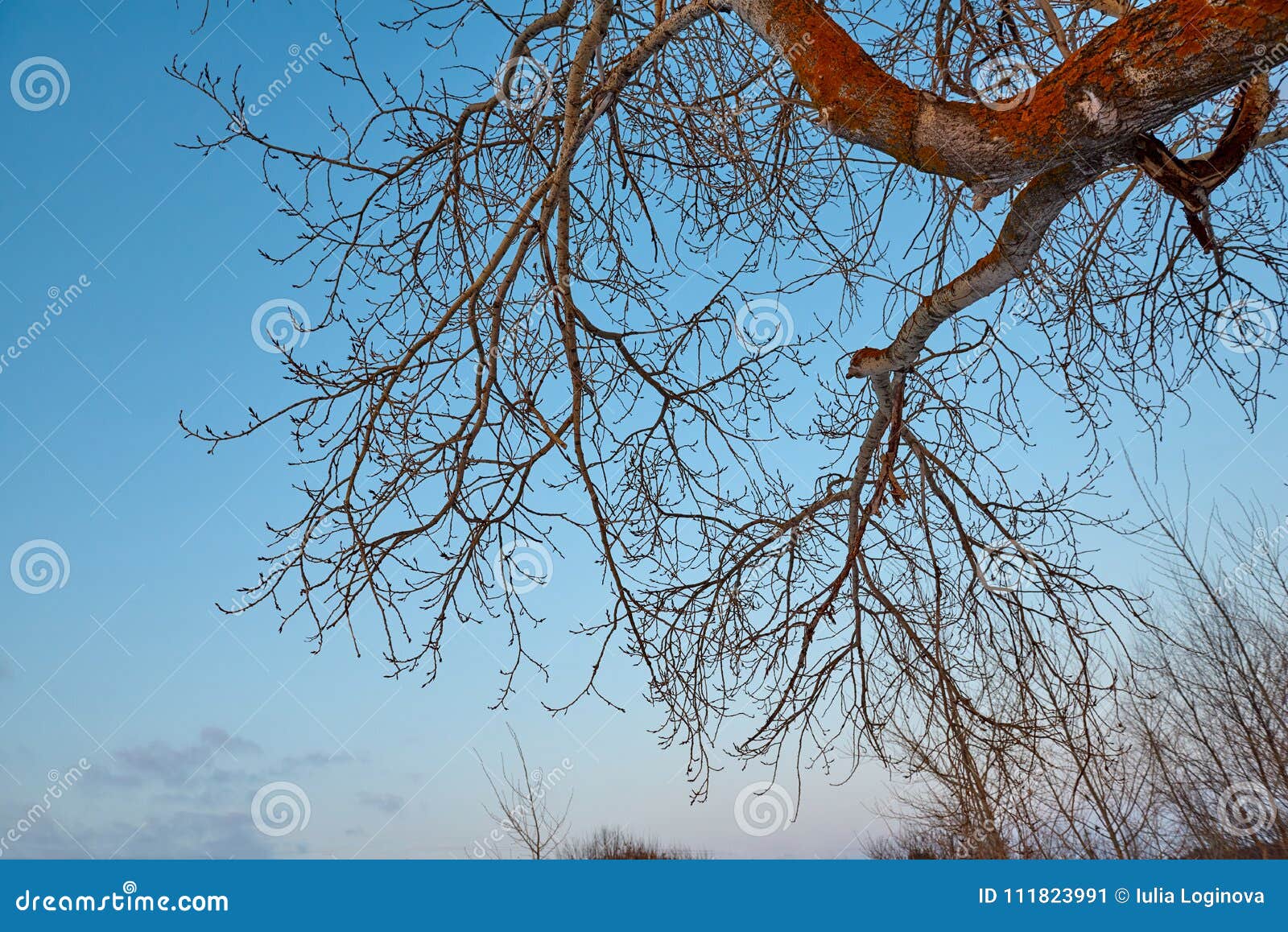 Poplar Branches on the Blue Sky Background in Spring Stock Image ...