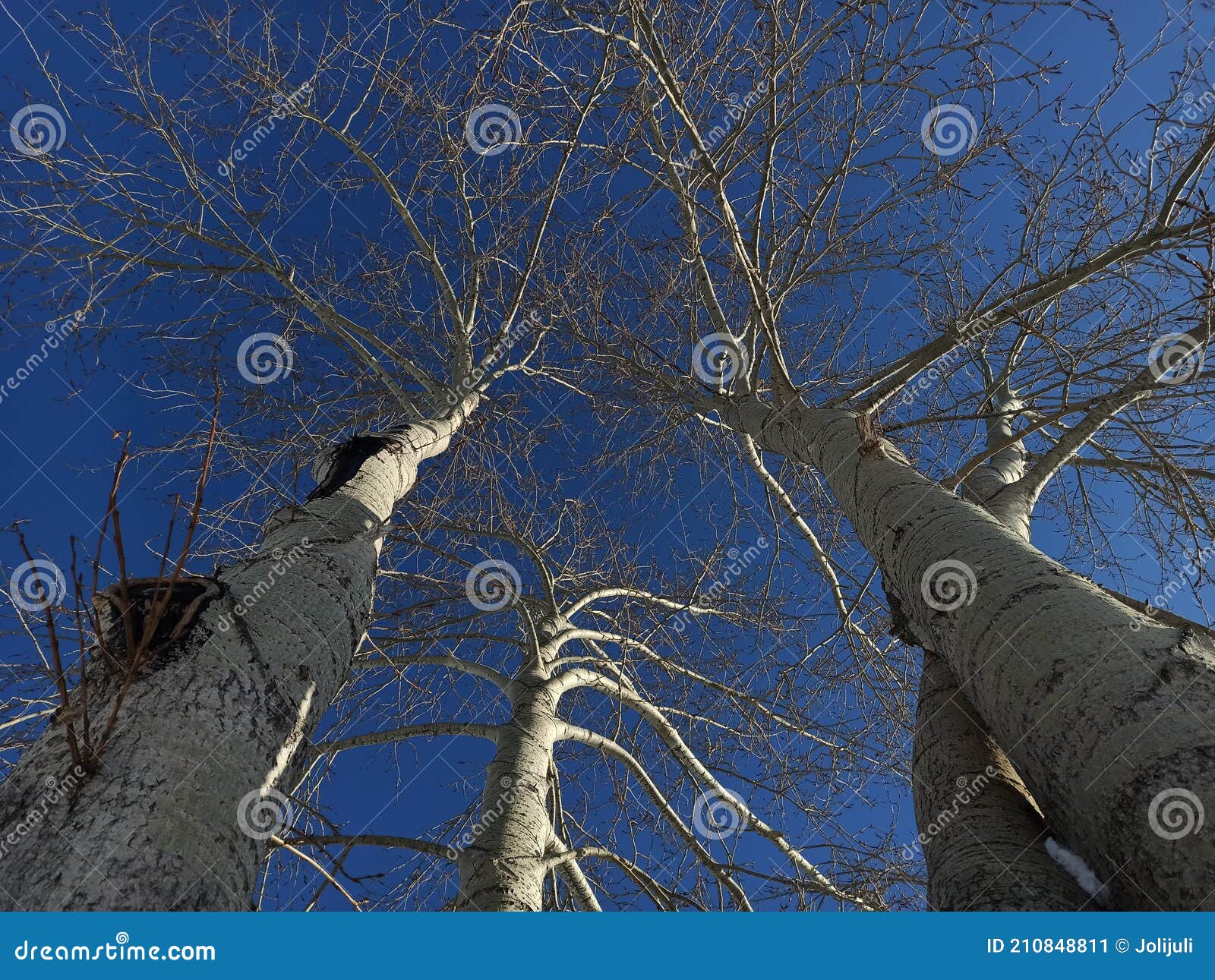 Poplar Branches on Blue Sky Stock Image - Image of background, poplar ...
