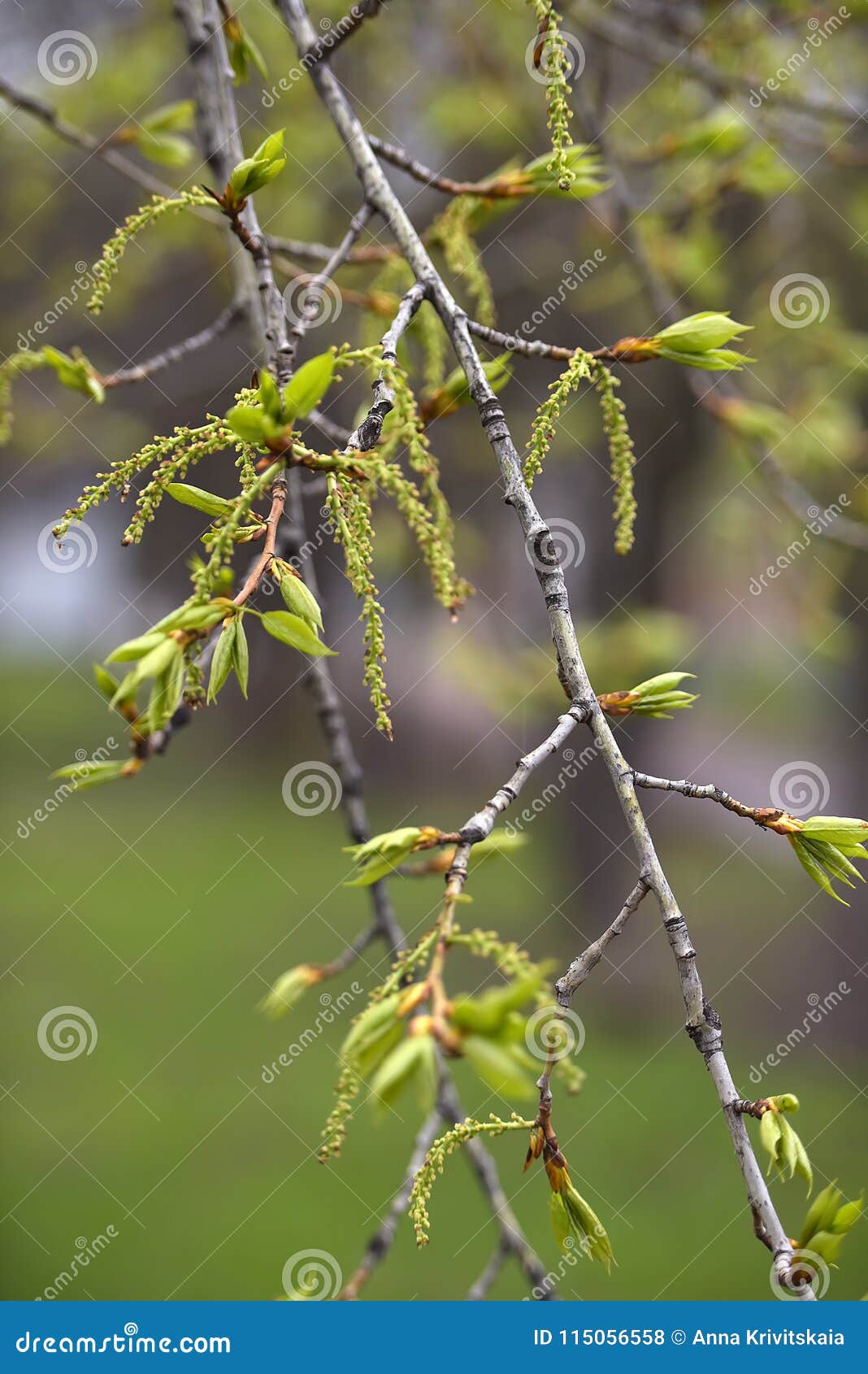 Poplar branches in spring stock photo. Image of blossom - 115056558