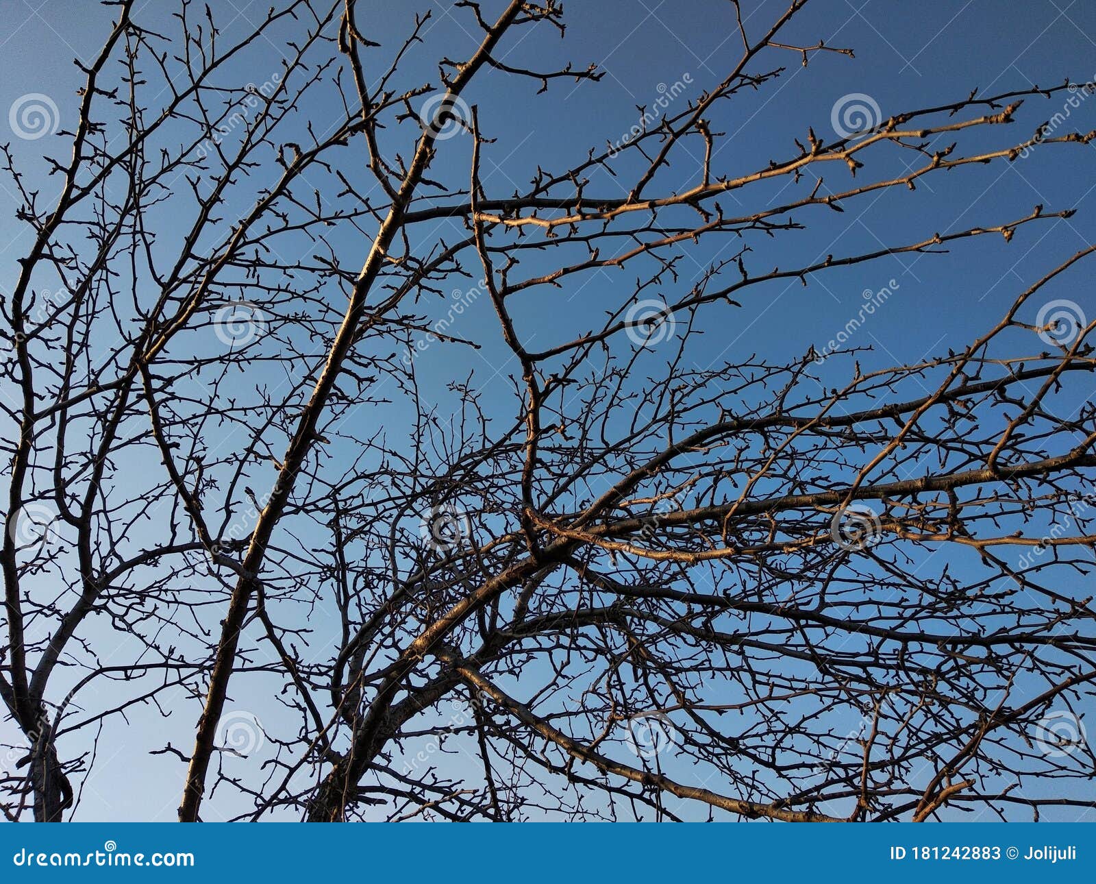 Poplar branches stock image. Image of buds, growth, poplar - 181242883