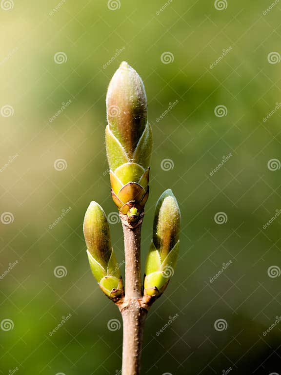 Poplar Buds stock image. Image of plant, spring, populus - 27805185