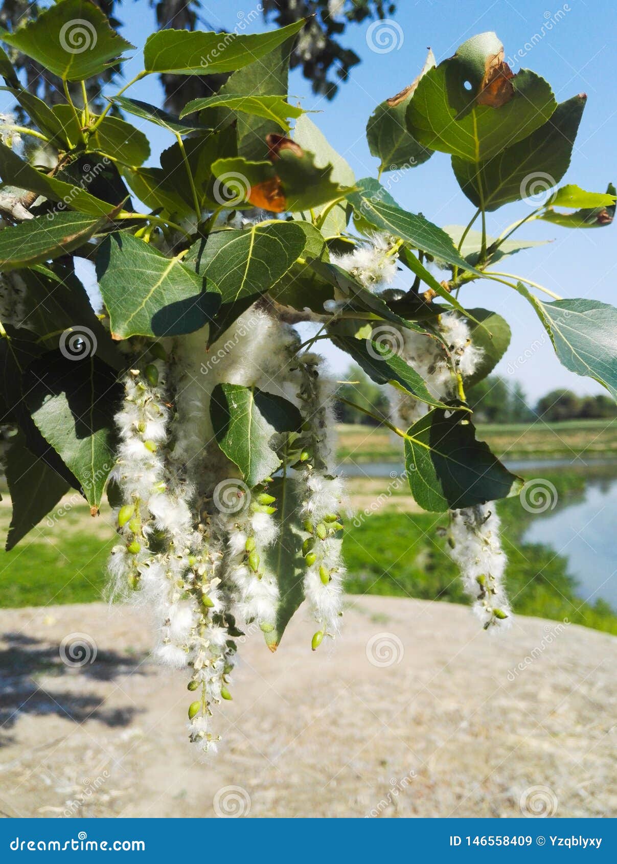 Poplar Catkin stock image. Image of snow, cotton, spring - 146558409