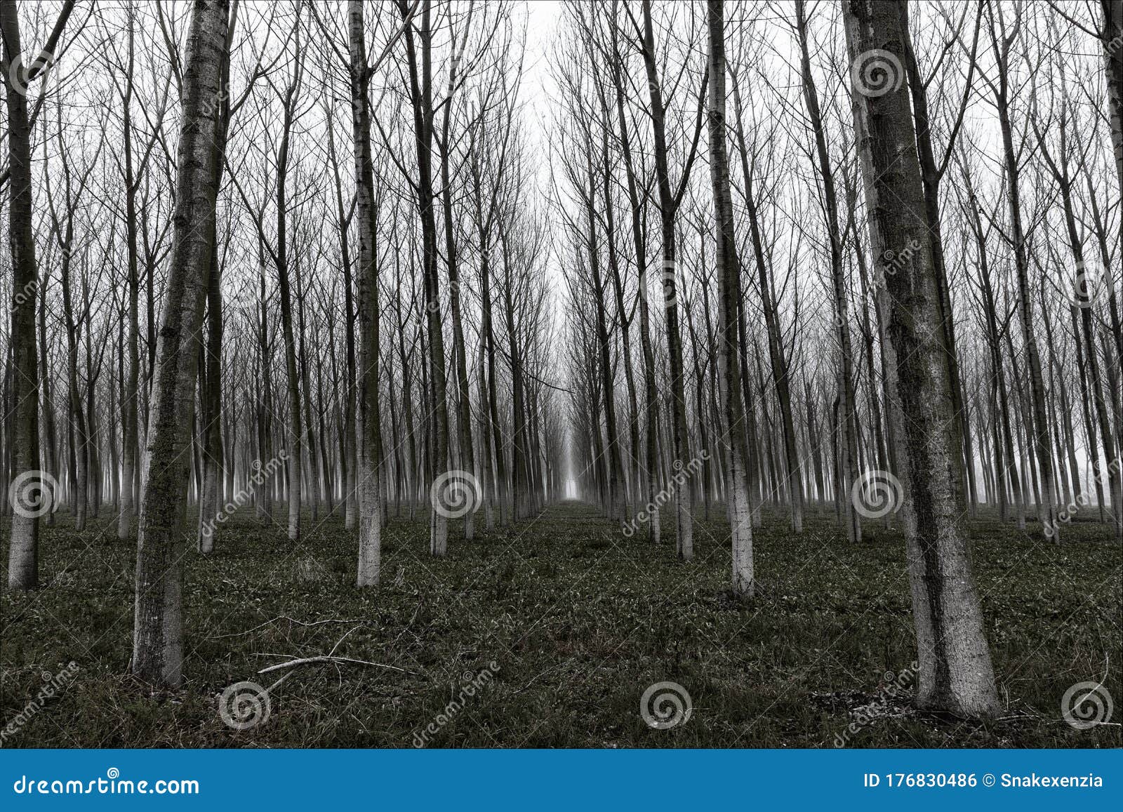 Poplar Cultivation, Trees in the Plains. Friulian Countryside Stock ...