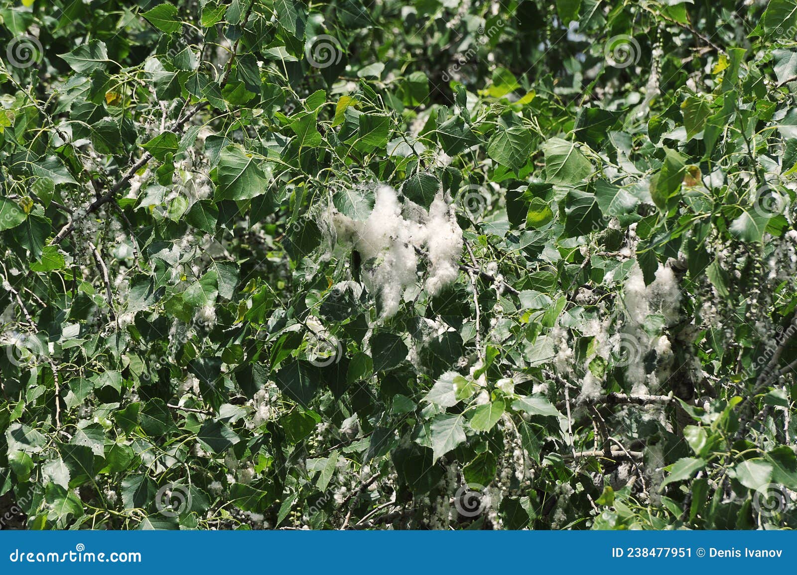 Poplar Down - Poplar during Flowering Stock Image - Image of ...
