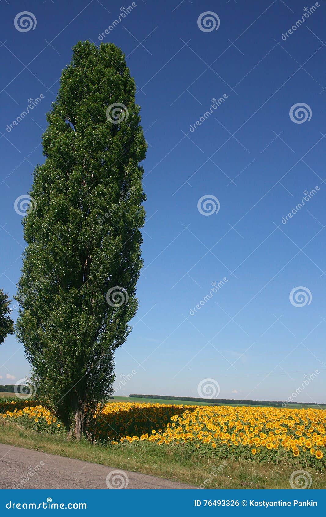 Poplar on the Edge of a Field of Blooming Sunflowers Stock Photo ...
