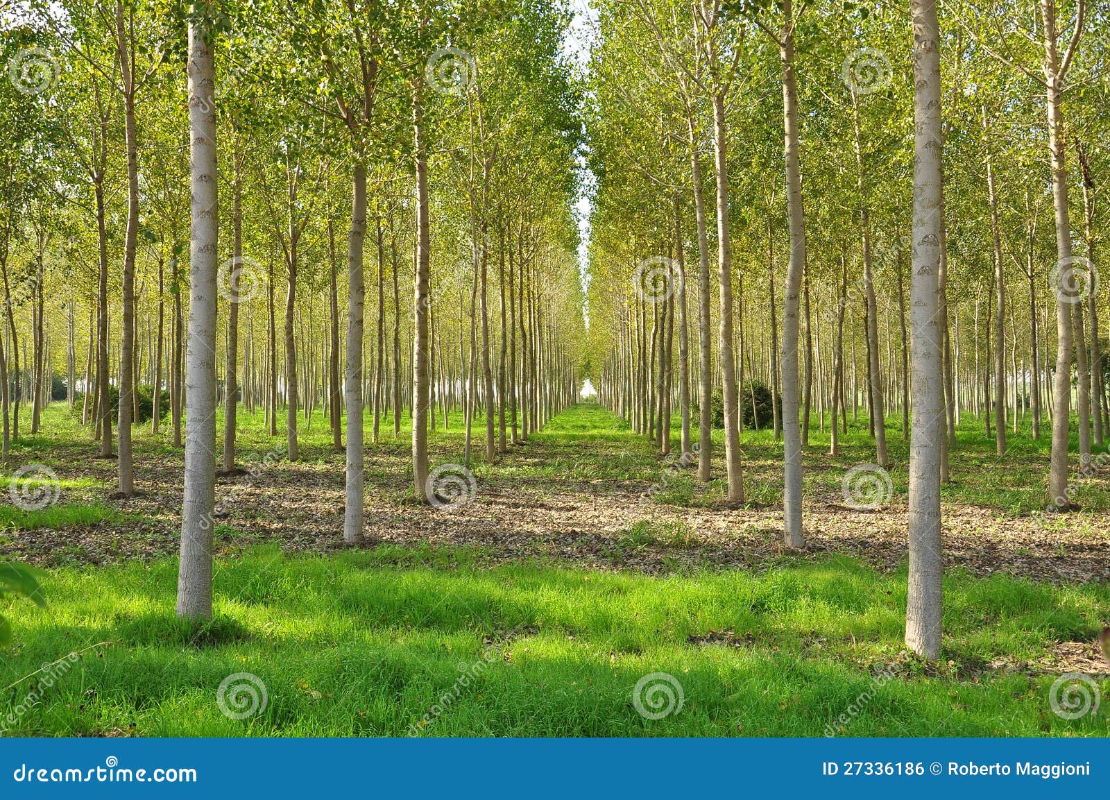 Poplar Field in Lombardy, Italy. Stock Photo - Image of trunk, nature ...