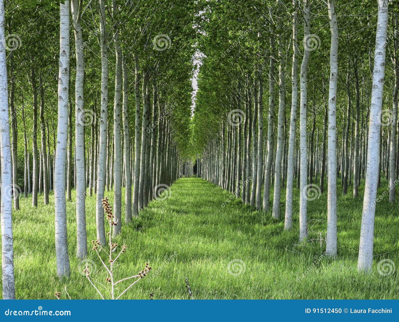 Poplar Field in Tuscany, Italy. Stock Photo - Image of land, beautiful ...