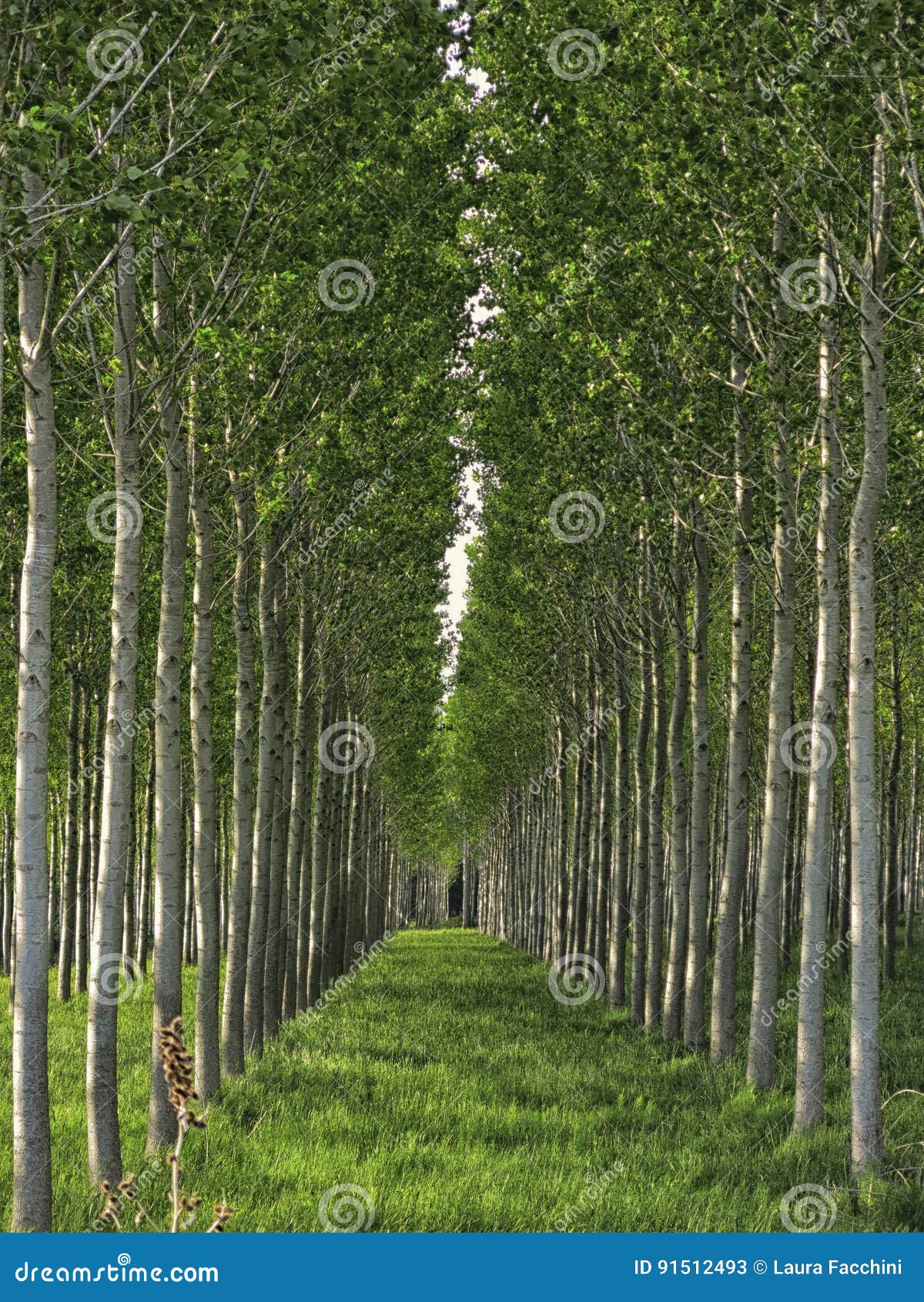 Poplar Field in Tuscany, Italy. Stock Image - Image of branches, grove ...