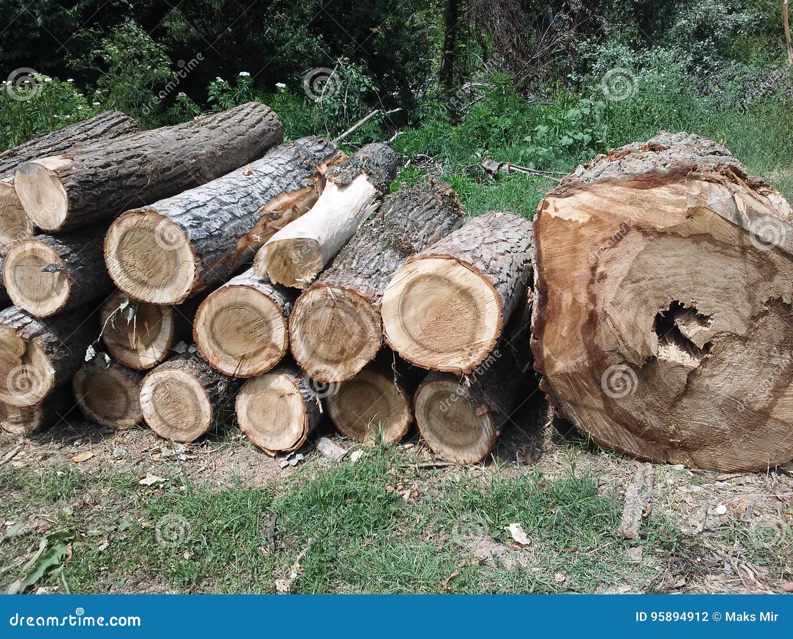 Poplar stock photo. Image of outdoors, firewood, fire - 95894912